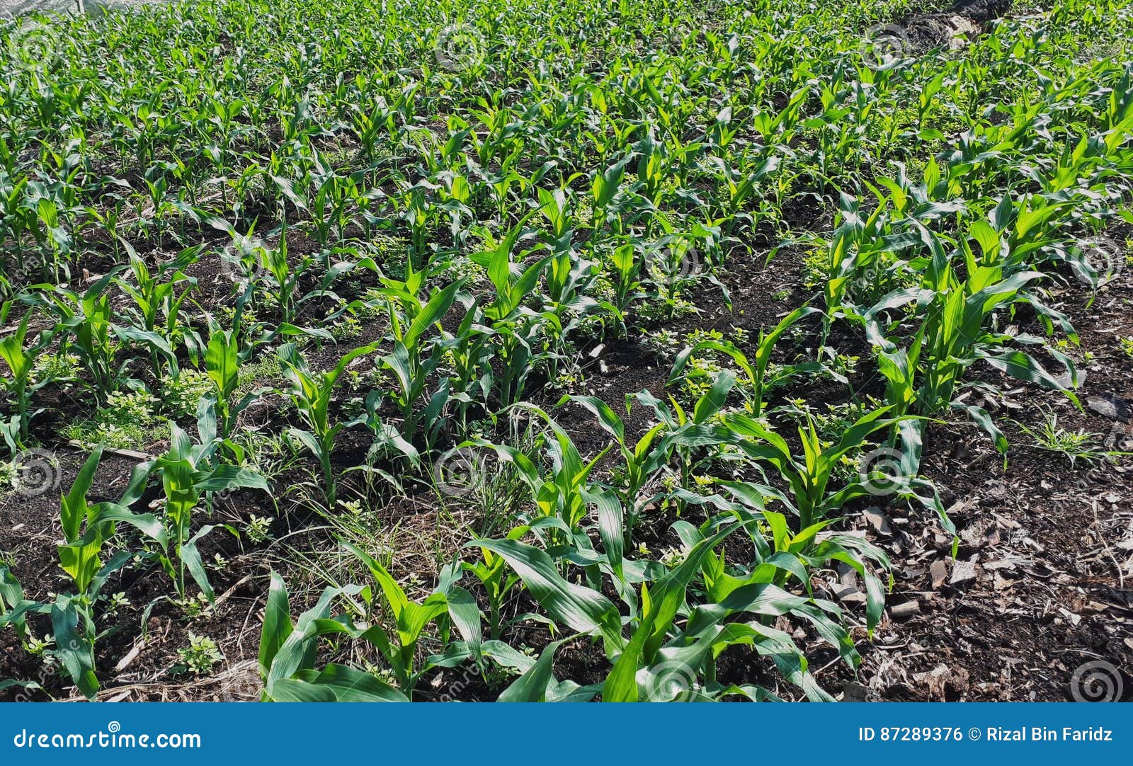 Rows of Corn Plants in a Farm during Day Time Stock Photo - Image of ...