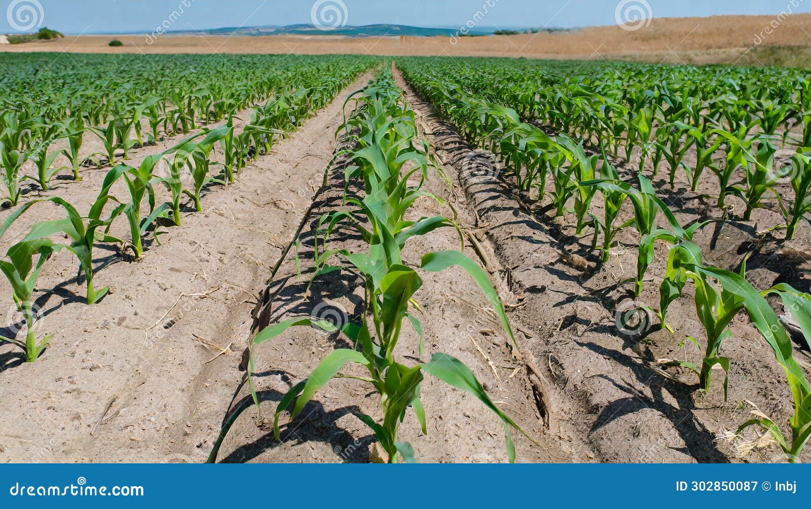 Plants Growing Infographic. Plants Growing Process. Plants Growth ... Plants Growing Infographic. Plants Growing Process. Plants Growth ...