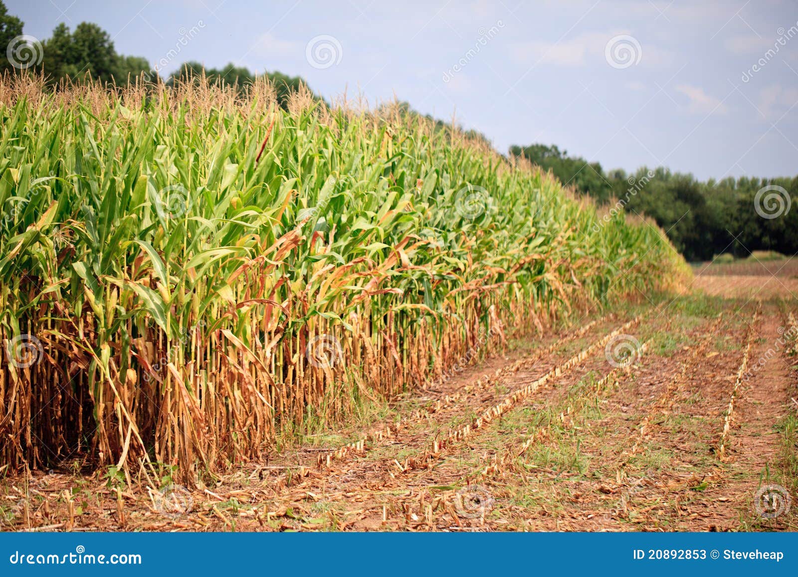 Rows Of Corn Clipart Images