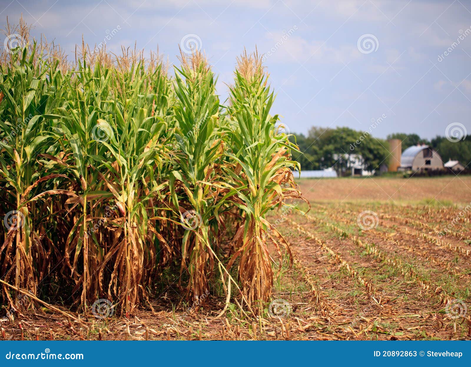 Rows of Corn Ready for Harvest Stock Image - Image of agriculture ...