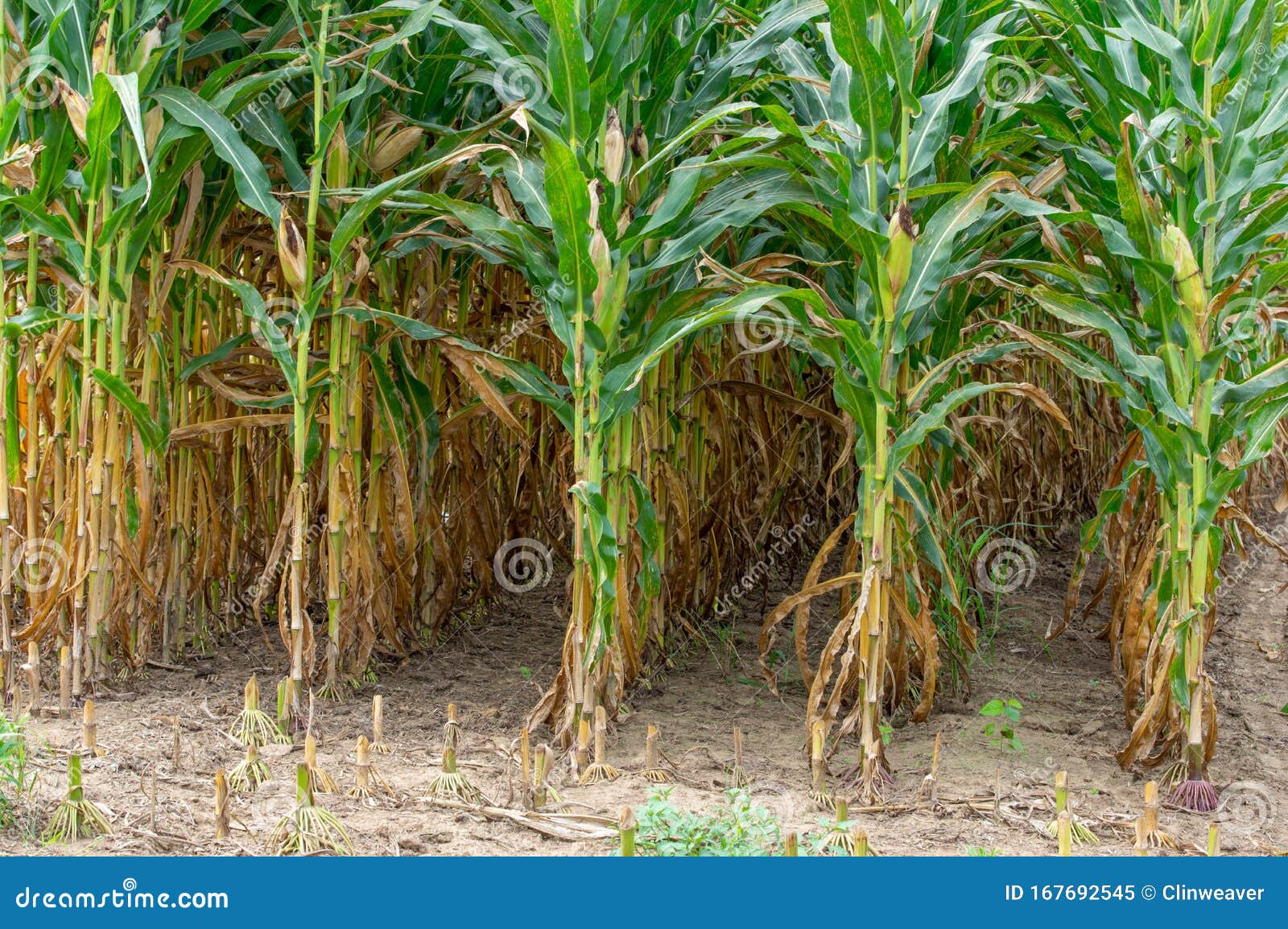 Rows of Corn stock image. Image of ears, flora, food - 167692545