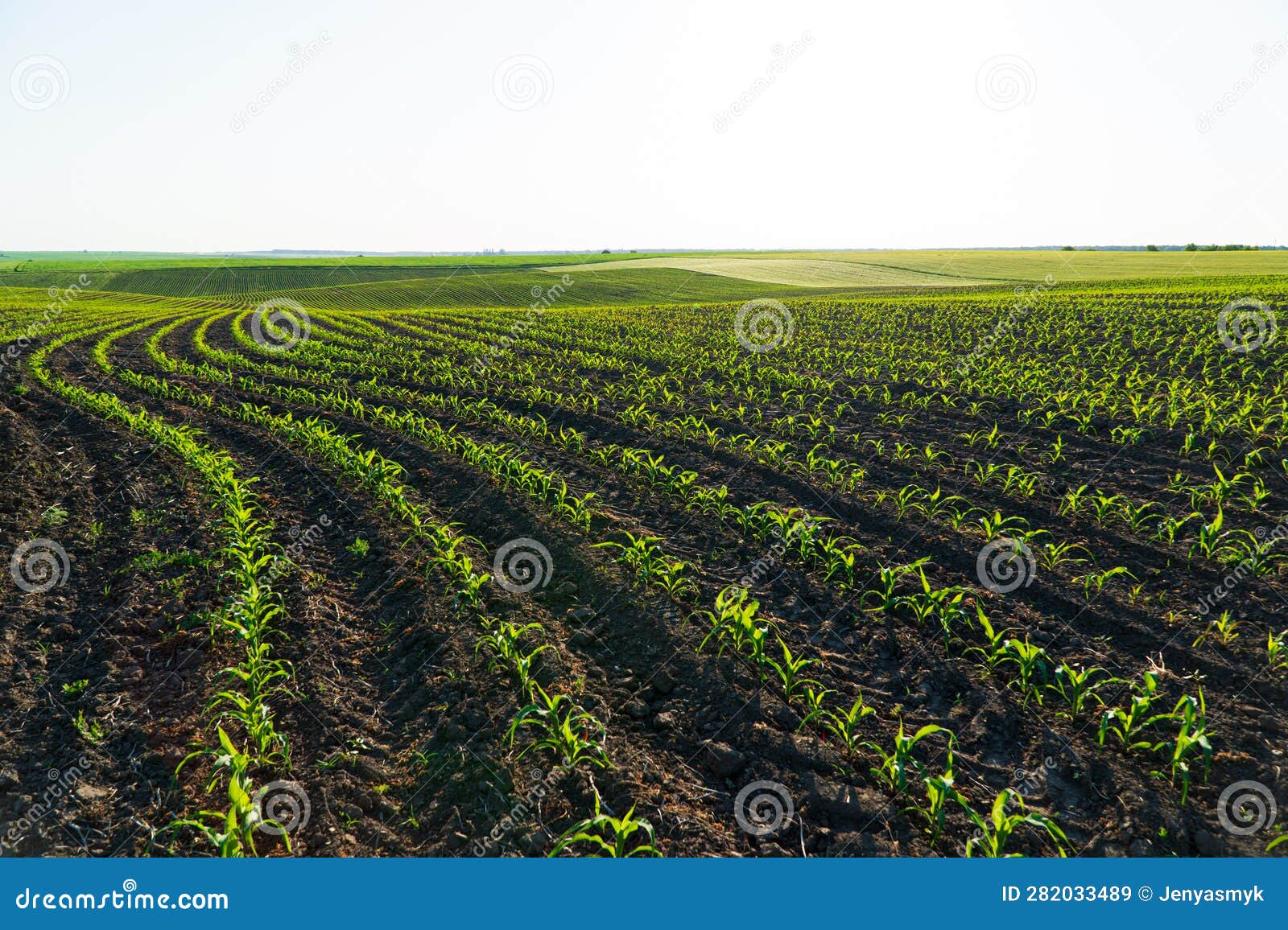 Rows of Corn Seedlings Field. Young Corn Plants Stock Image - Image of ...