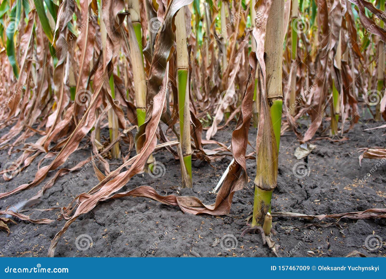 Rows of Corn Stalks in a Field in Early Autumn Stock Image - Image of ...