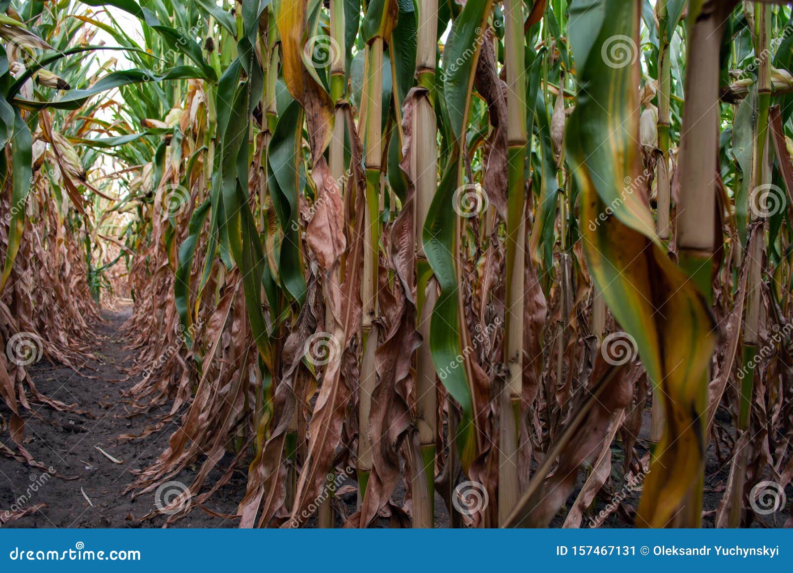 Rows of Corn Stalks in a Field in Early Autumn Stock Image - Image of ...