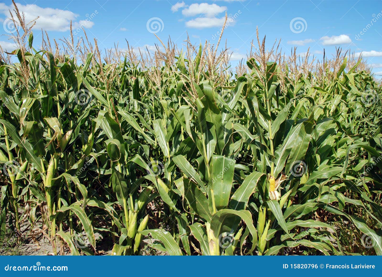 Rows of Corn Stalks Growing Stock Photo - Image of land, agriculture ...