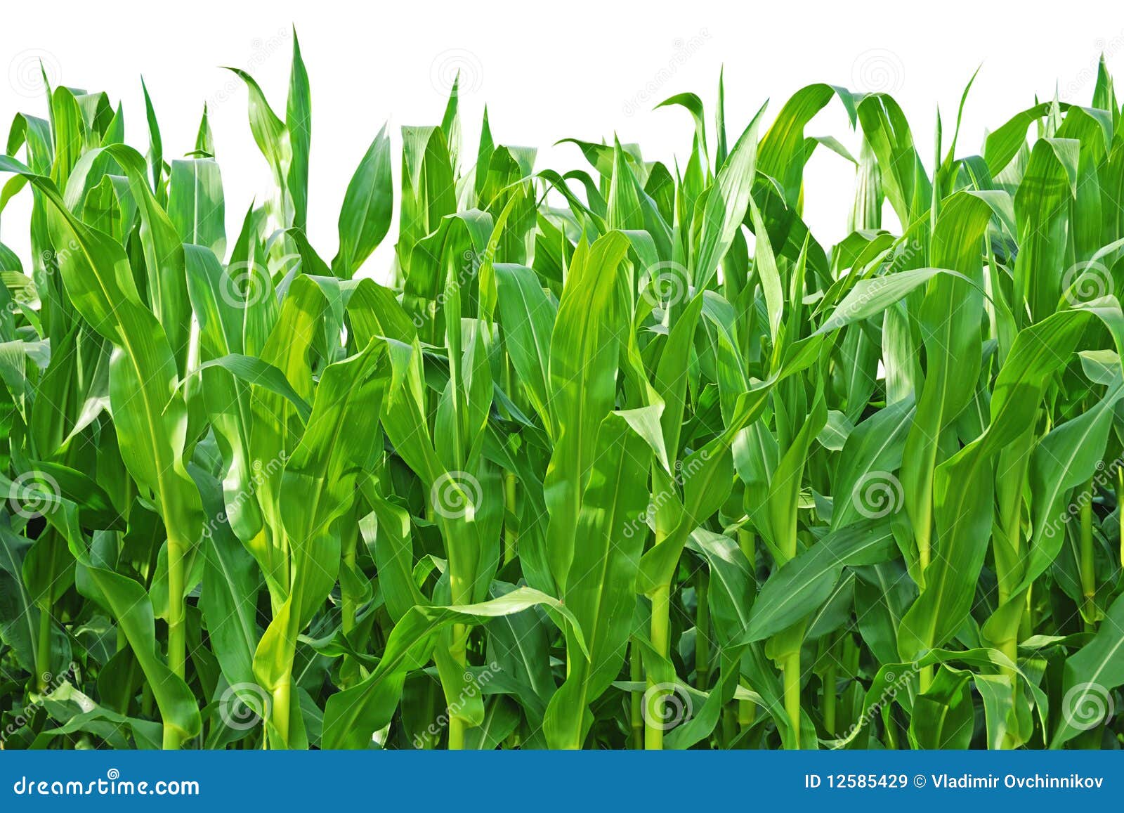 Rows Of Corn