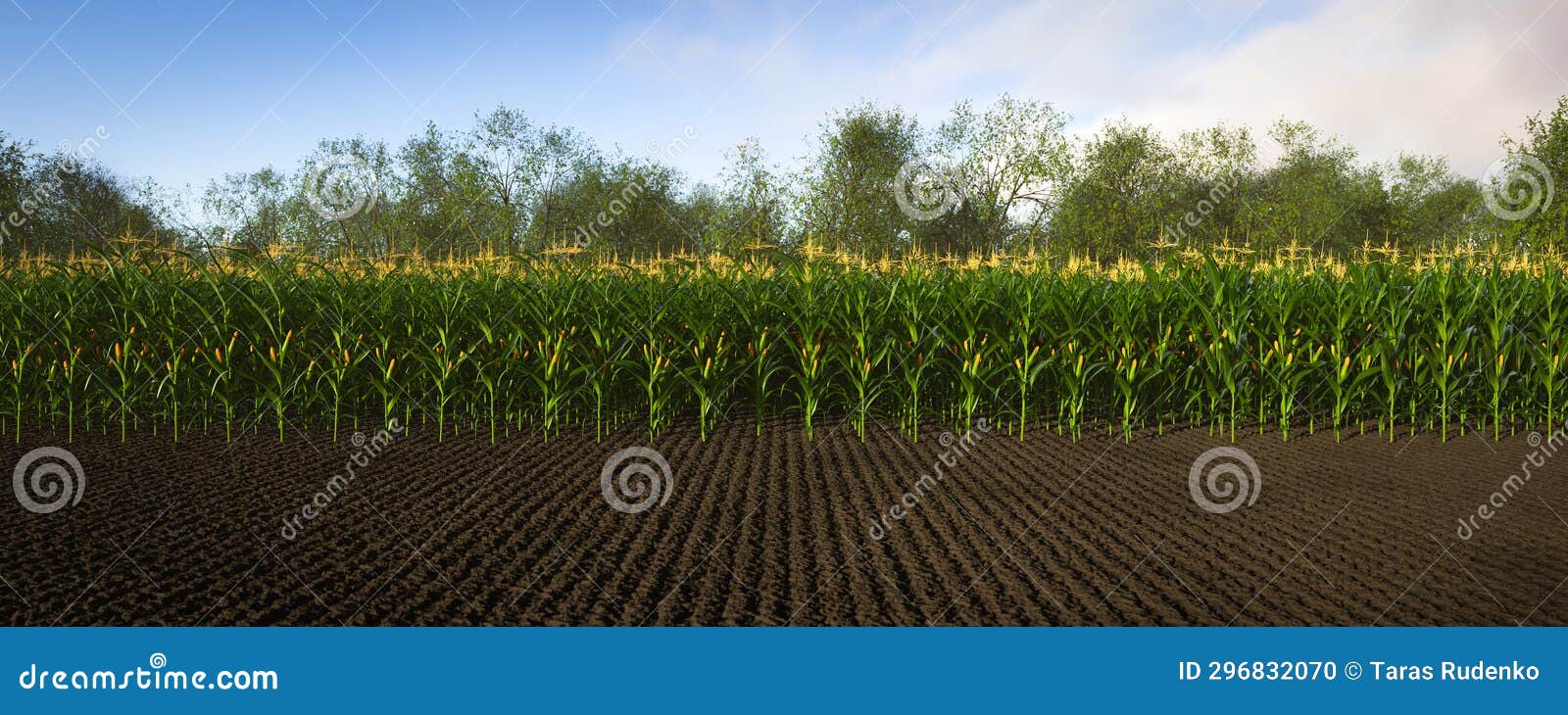 Rows of Corn with Yellow Cobs Against a Background of Soil and Trees ...
