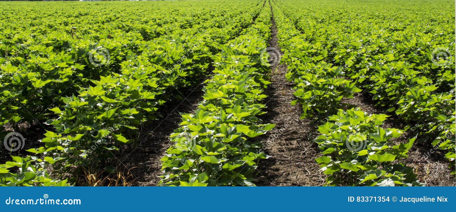 3,166 Rows Cotton Stock Photos - Free & Royalty-Free Stock Photos from ...