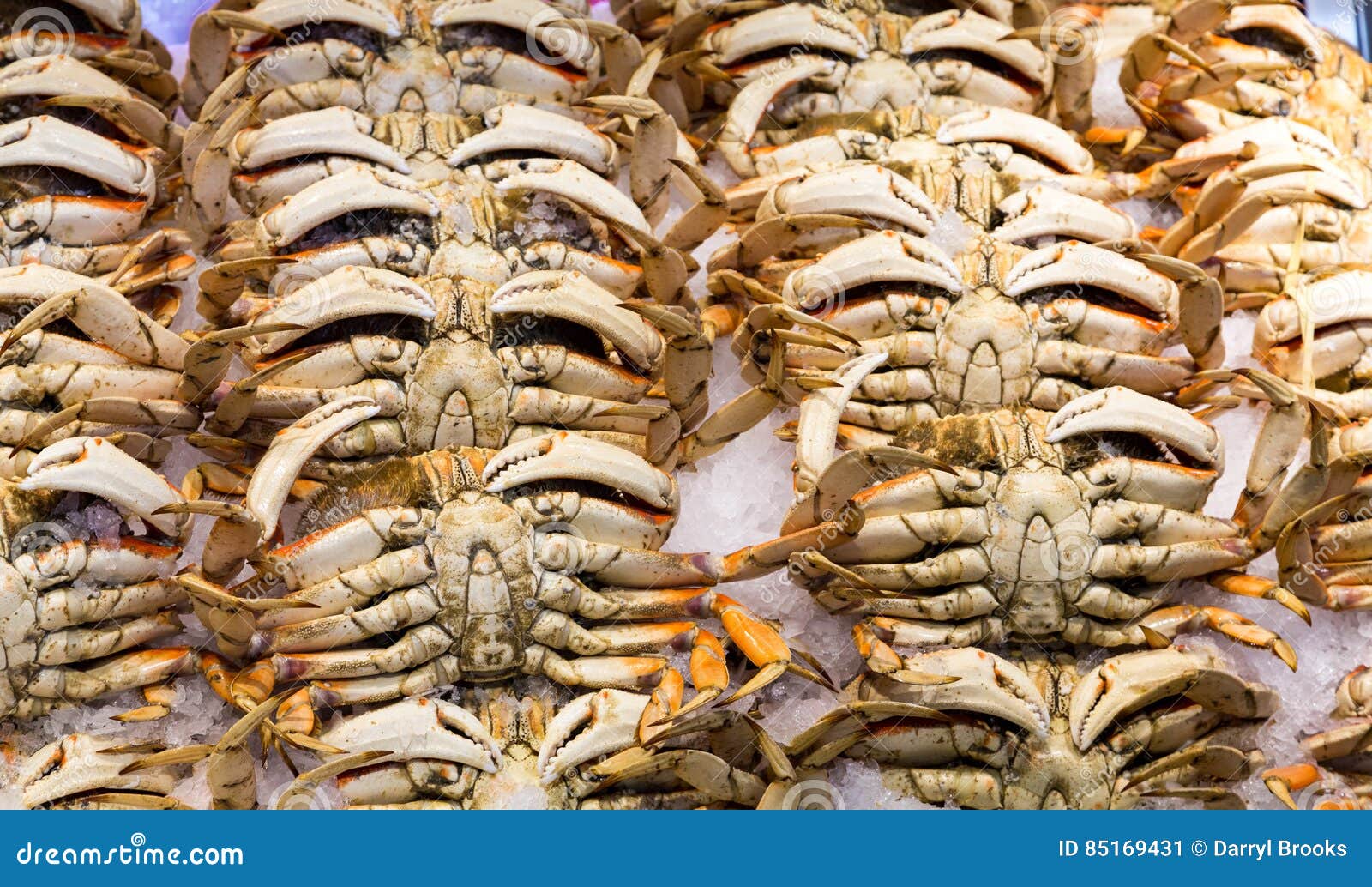 Rows of Crabs on Ice stock image. Image of ingredient - 85169431