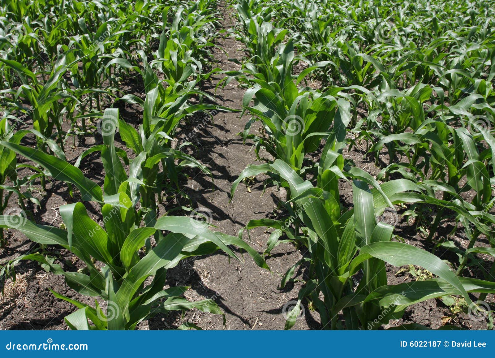 Rows of crops stock image. Image of rows, land, grow, harvest - 6022187