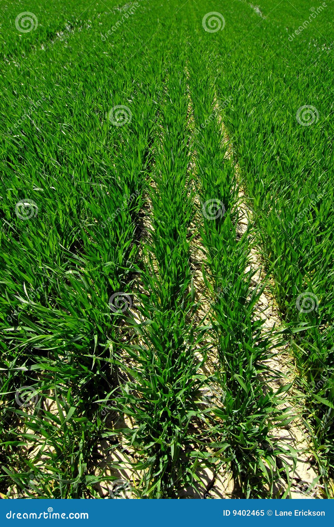 Rows of Crops stock image. Image of autumn, land, field - 9402465
