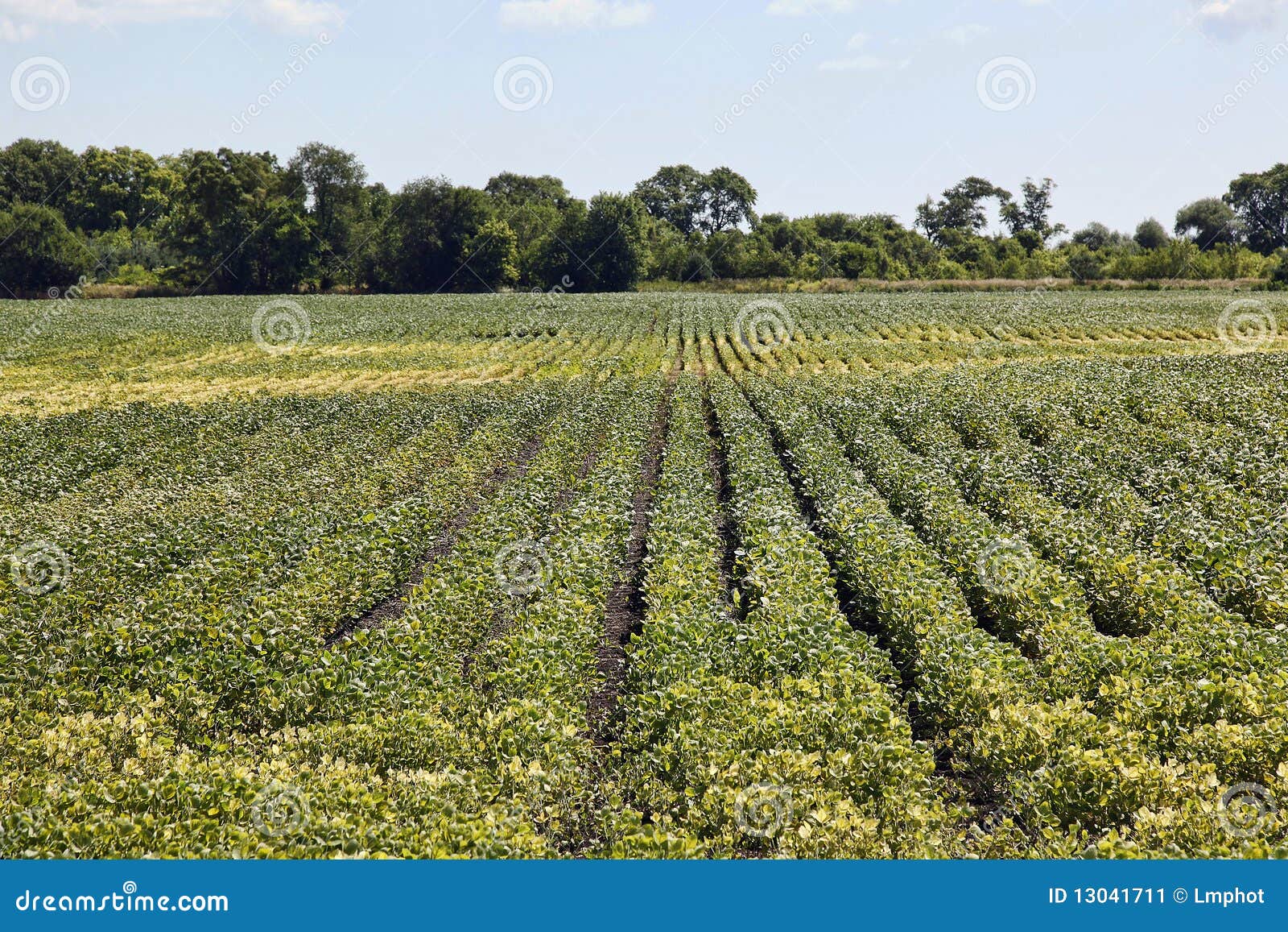 Rows of Crops with Forest Background Stock Image - Image of harvesting ...