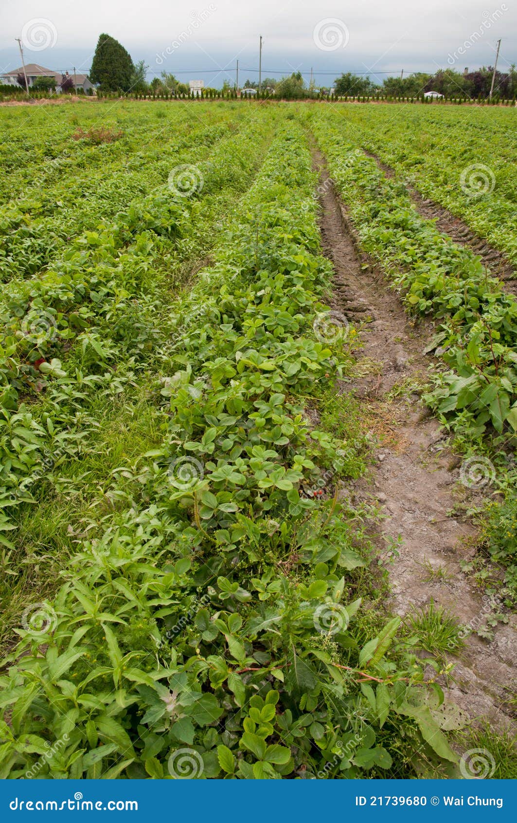 Rows of crops growing stock photo. Image of industrial - 21739680