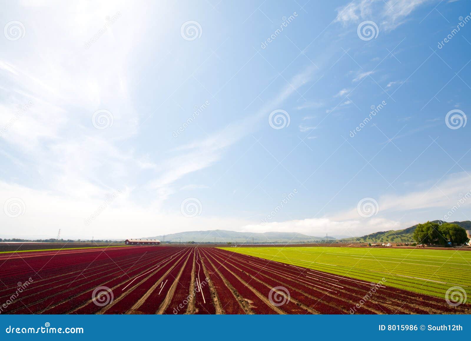 Rows of Crops Under Blue Sky Stock Photo - Image of countryside ...