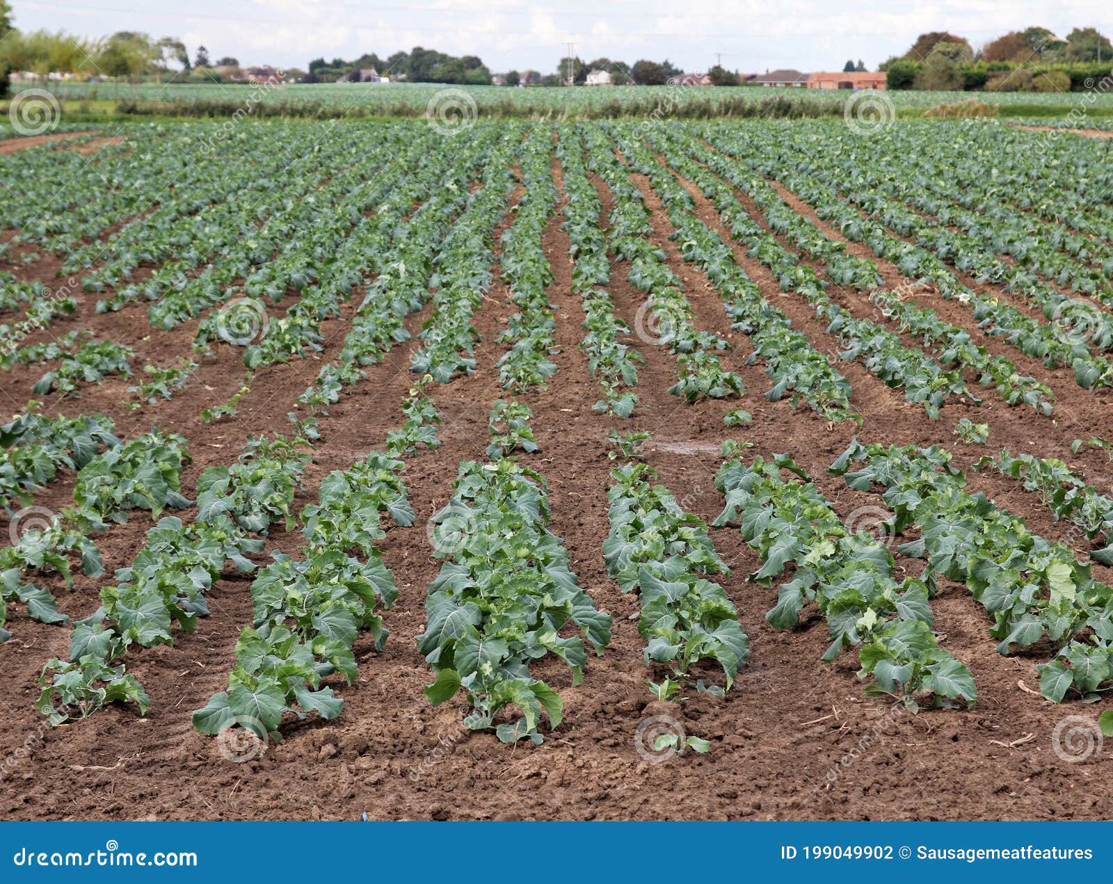 Rows of Crops and Vegetables Growing in a Field Stock Photo - Image of ...