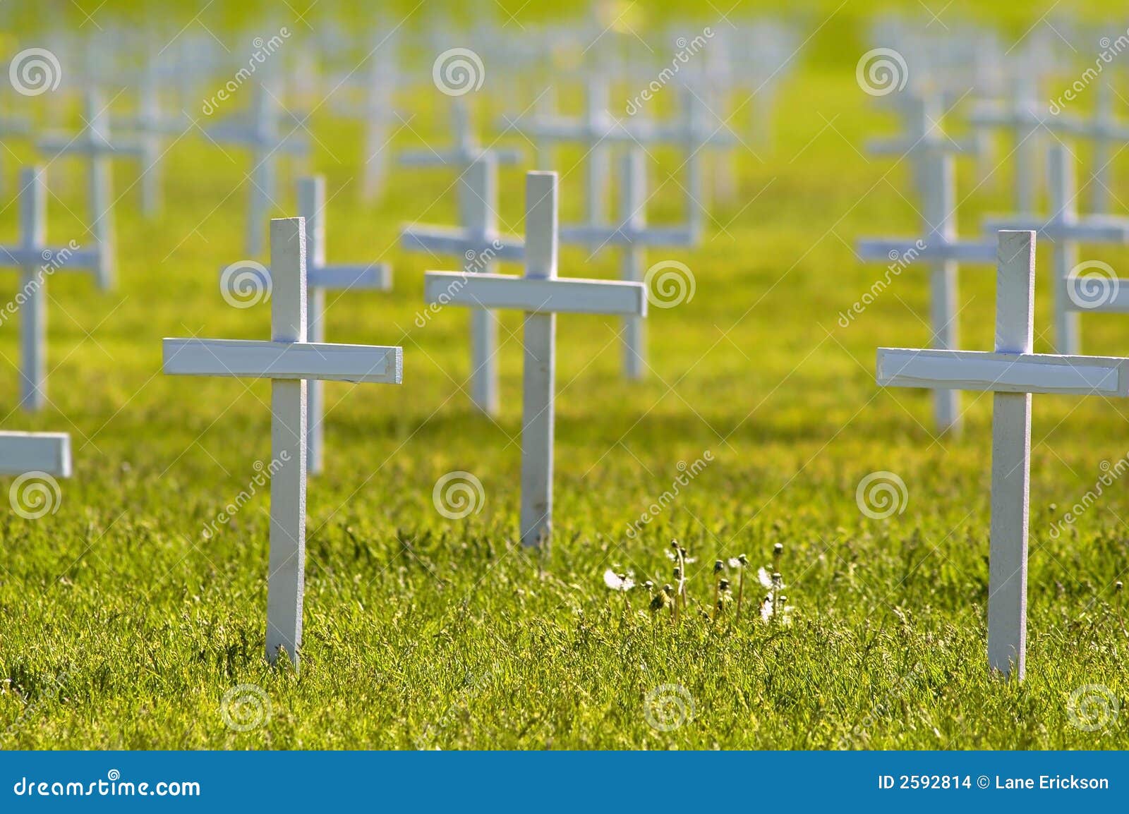Rows of Crosses stock photo. Image of america, force, country - 2592814