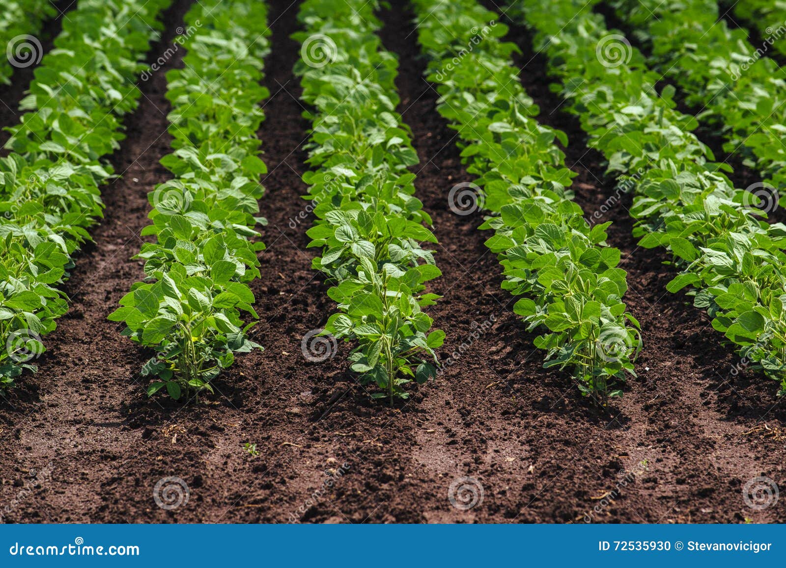 Rows of Cultivated Soy Bean Crops Stock Photo - Image of nature ...