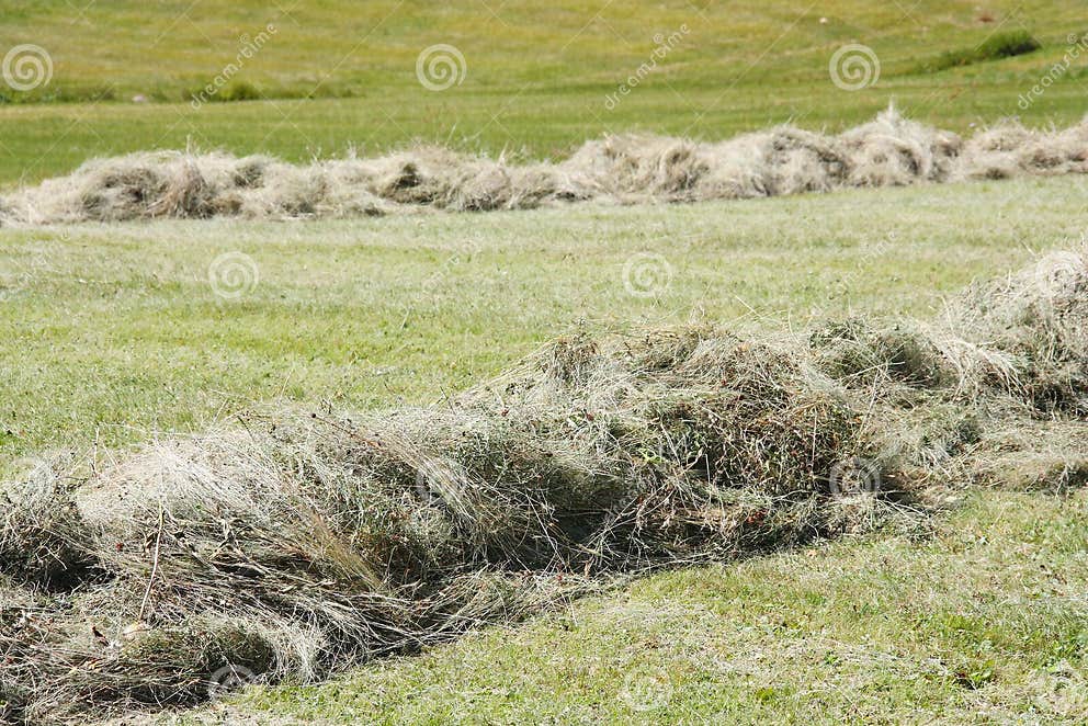 Rows of cut hay windrow stock photo. Image of soil, windrow - 76997218