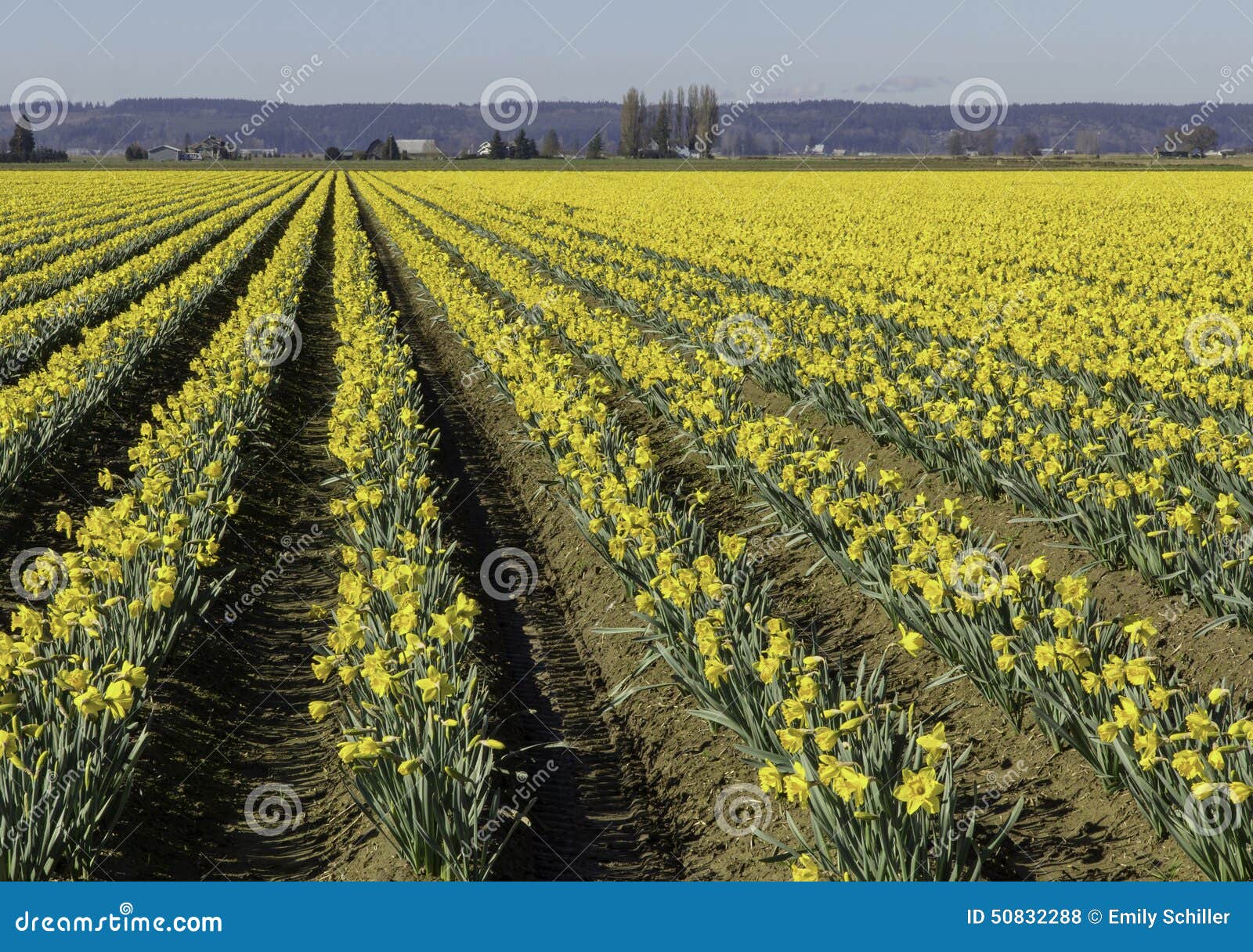 Rows of Daffodils in Skagit Valley, Washington Stock Photo - Image of ...