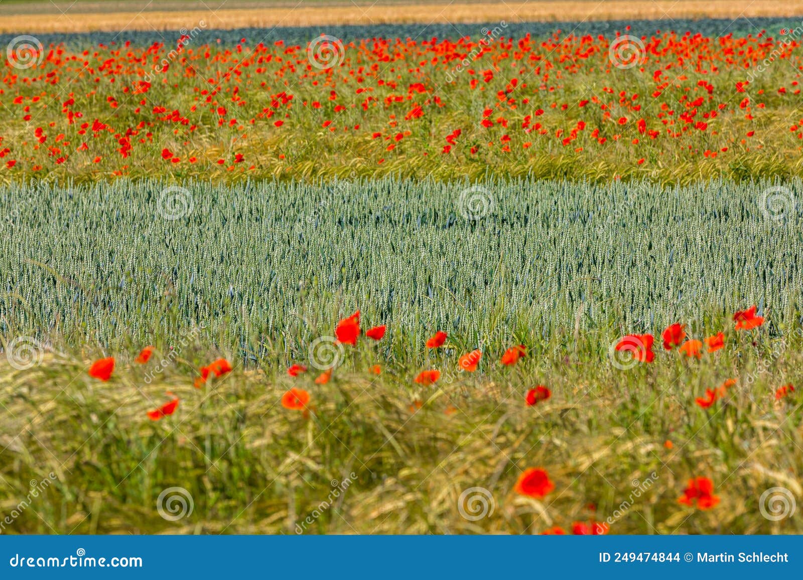 Rows of different fields stock photo. Image of grain - 249474844