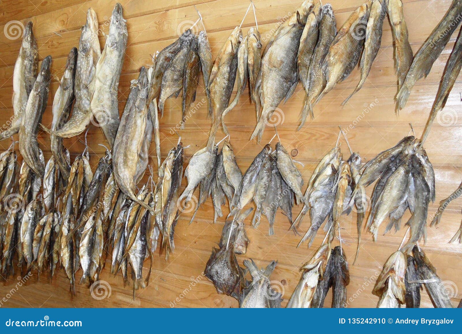 Rows of Dried Fish Hanging on Ropes on Wooden Wall Stock Photo - Image ...