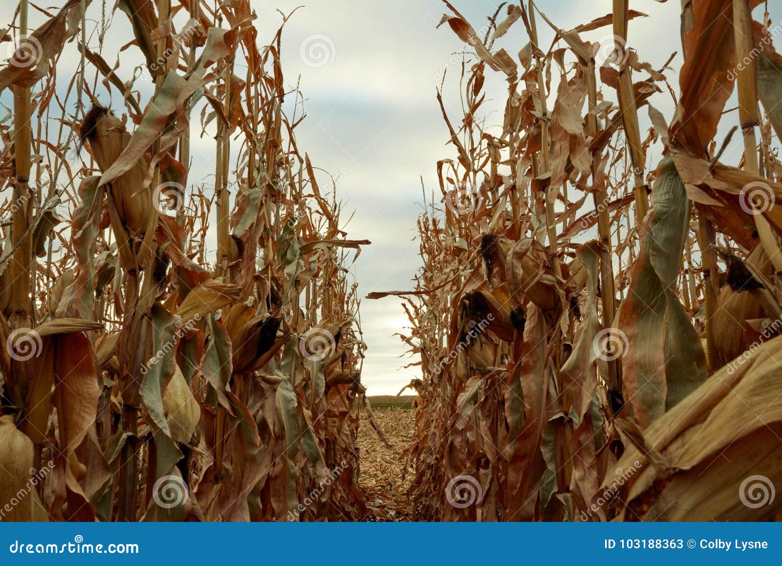 Rows of Dried Maize Plants Ready To Harvest Stock Image - Image of ...