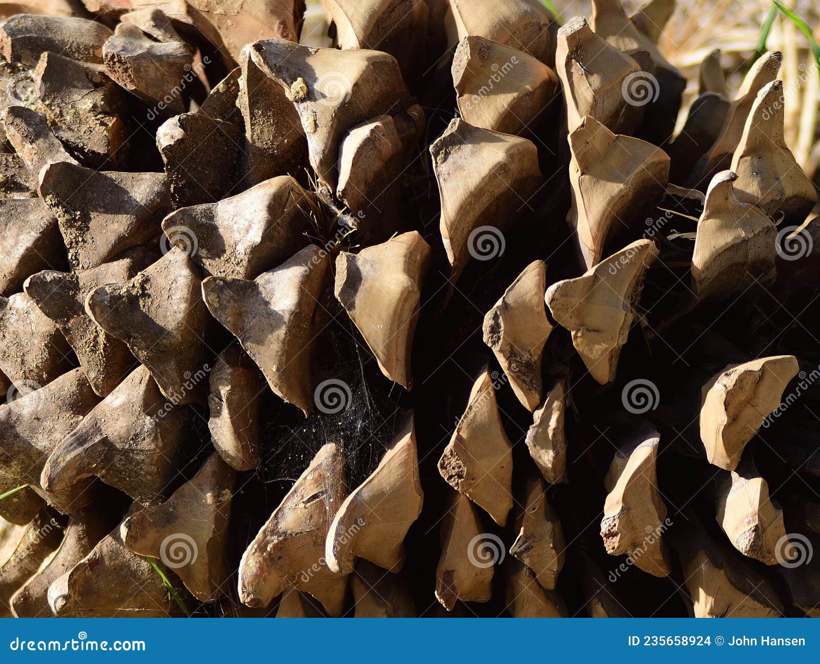 Pine cone scales stock photo. Image of evergreen, rows - 235658924