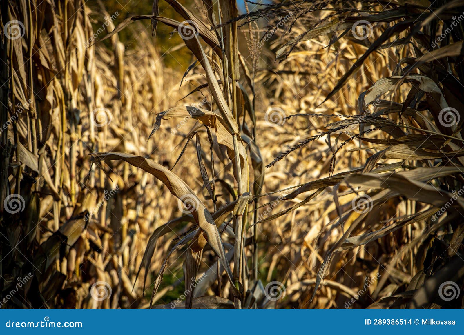 A Rows of dry corn plants stock photo. Image of stalk - 289386514