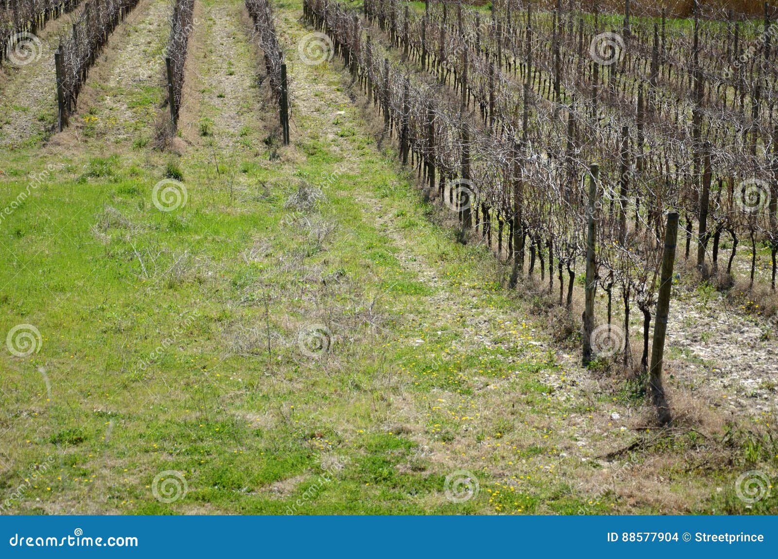 Rows of dry vines stock photo. Image of cultivation, fruit - 88577904