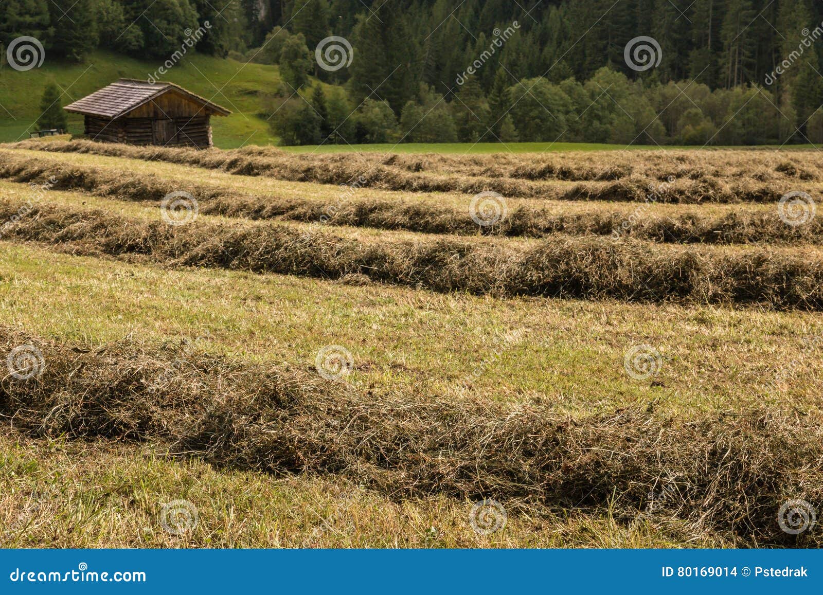 Rows of Drying Grass Hay with Wooden Barn Stock Photo - Image of rural ...