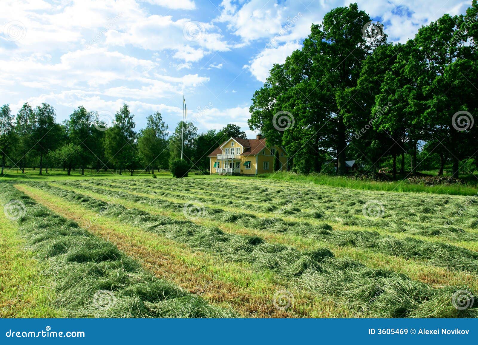 Rows of Drying Hay in Front of Stock Image - Image of fodder, cottage ...