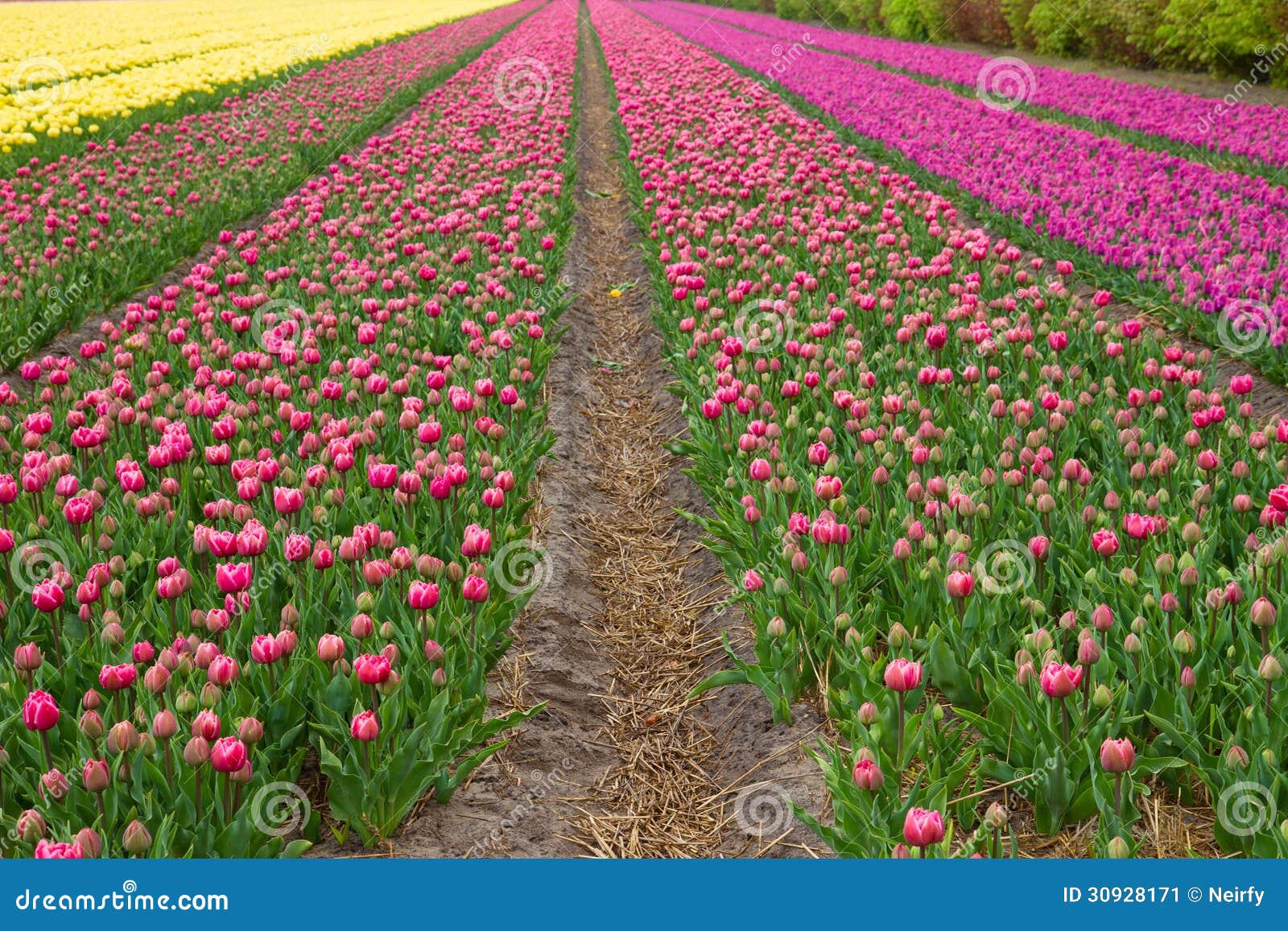 Rows of dutch tulips stock image. Image of agriculture - 30928171