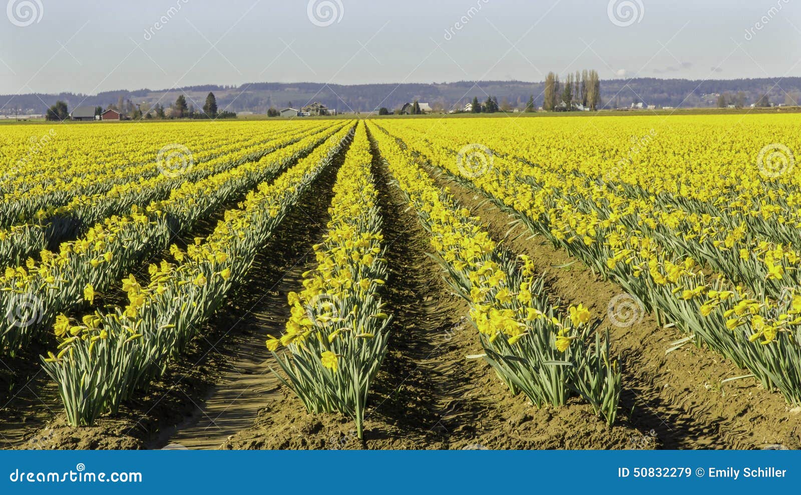 Rows of Early Daffodils stock image. Image of spring - 50832279