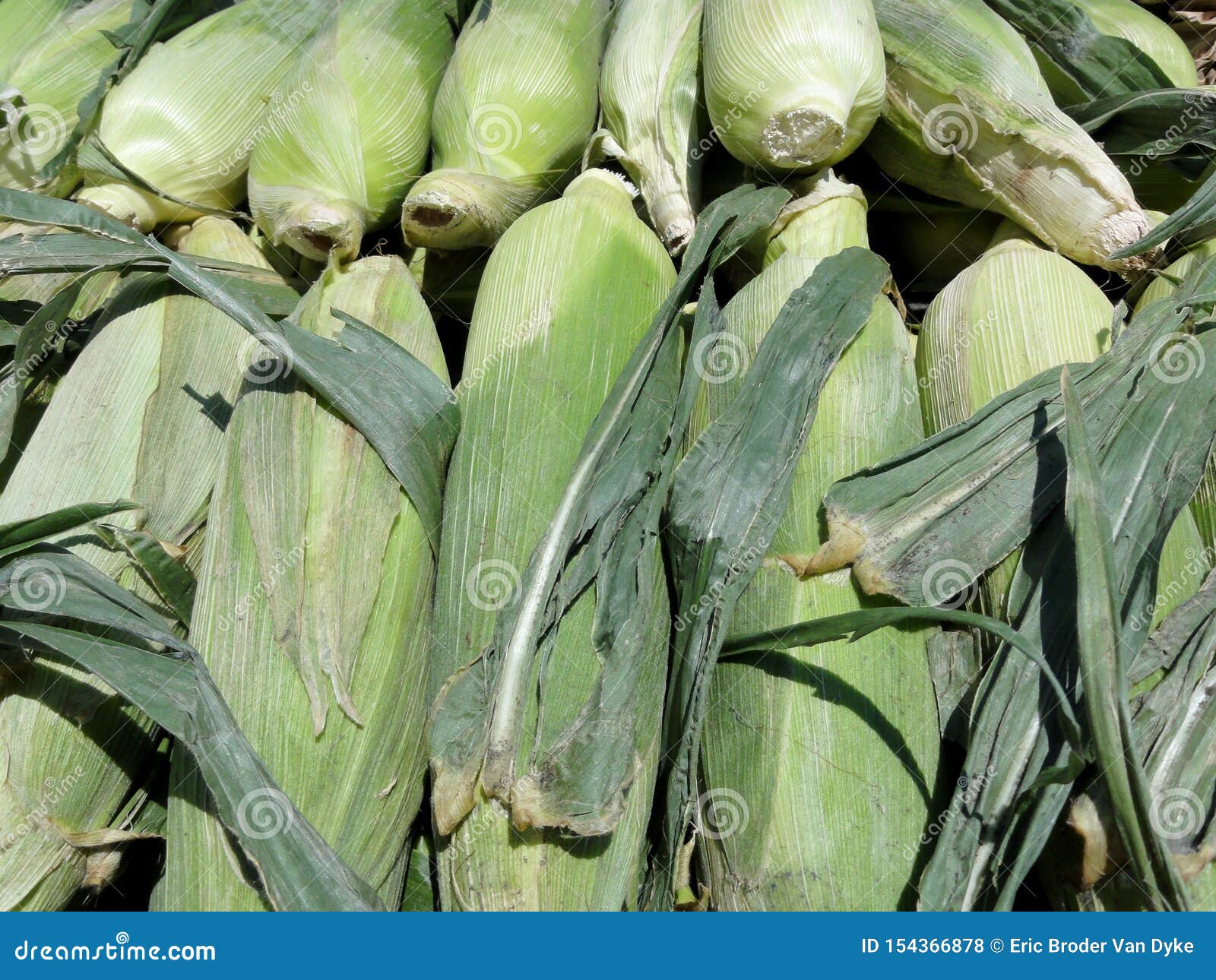 Ears Of Corn Stock Photography | CartoonDealer.com #57260504