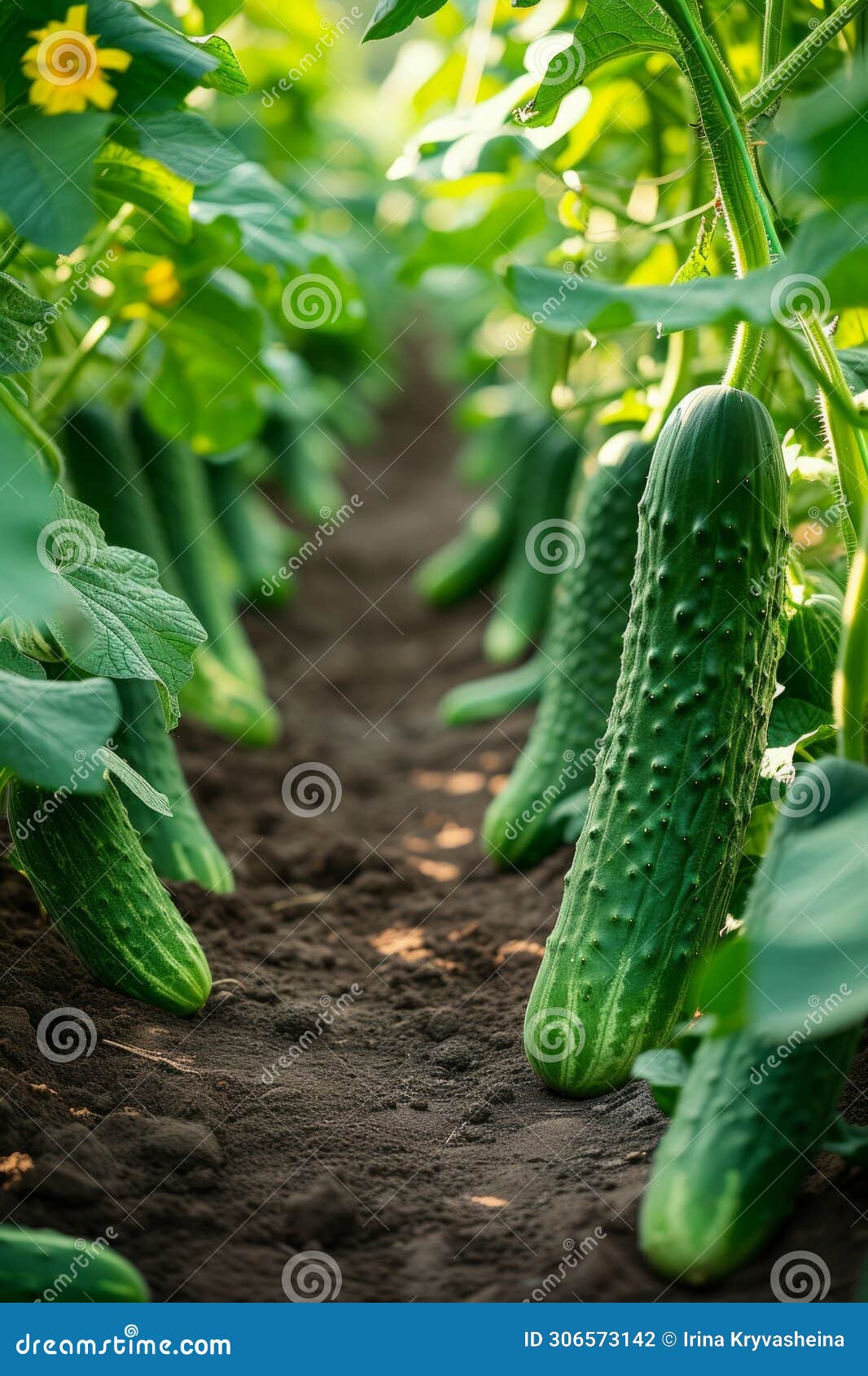 Rows of Emerald-green Cucumber Plants Reaching Out with Delicate ...