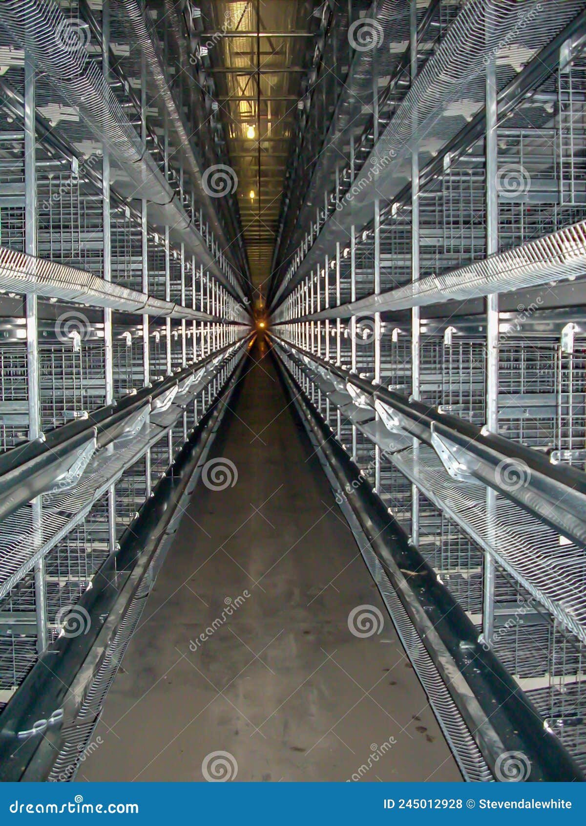 Rows of Empty Cages from Inside an Industrial Chicken Egg Layer ...
