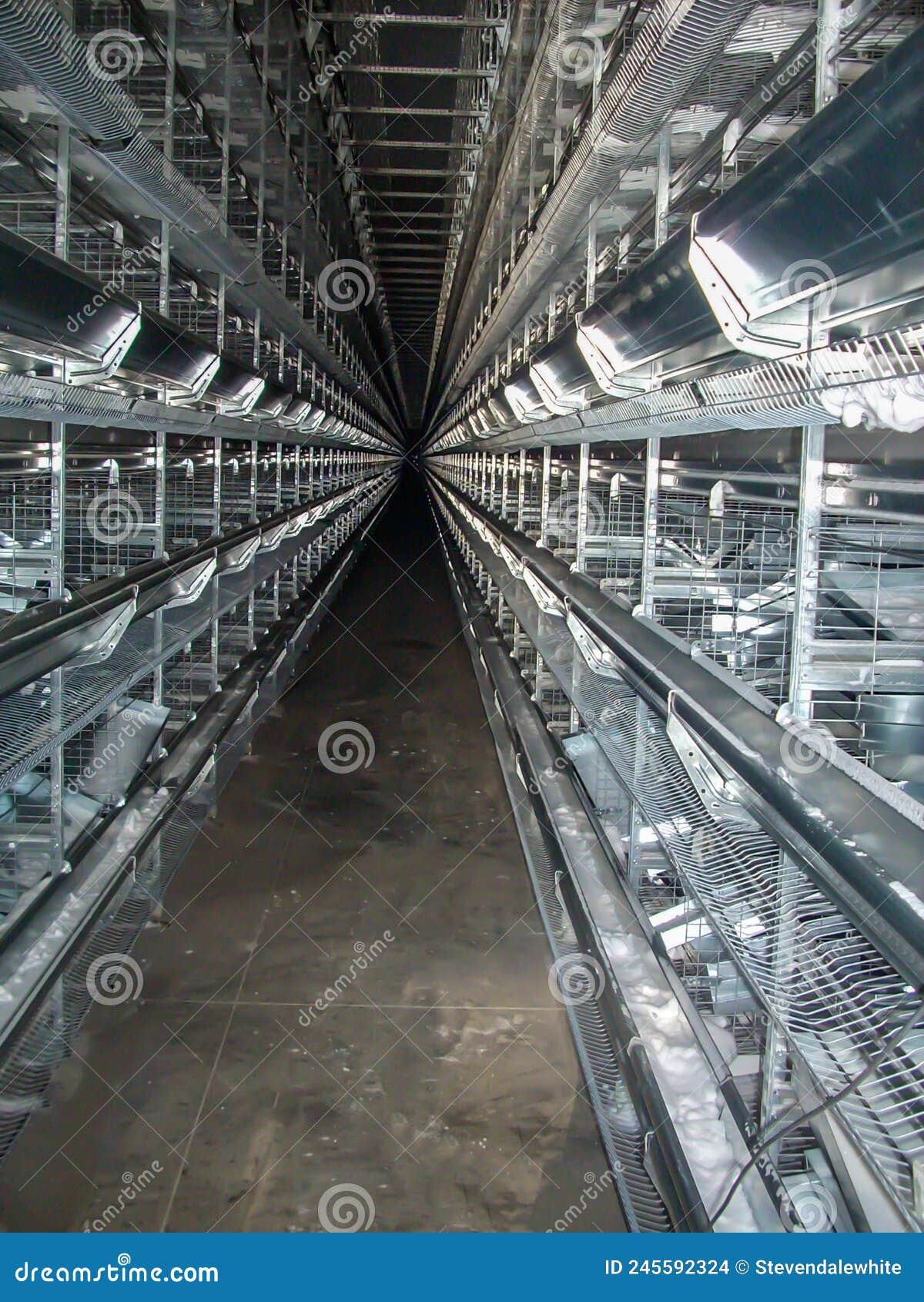 Rows of Empty Cages from Inside an Industrial Chicken Egg Layer ...