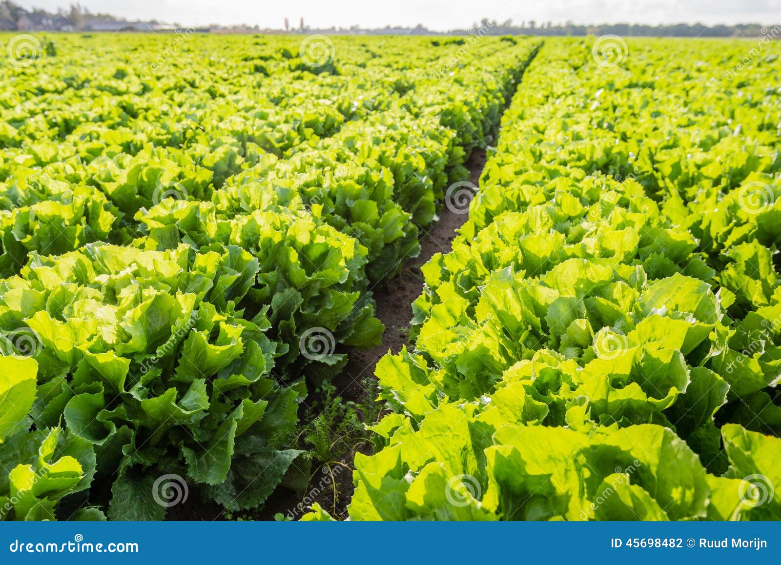 Rows of Endive Plants in the Field Stock Photo - Image of cultivation ...