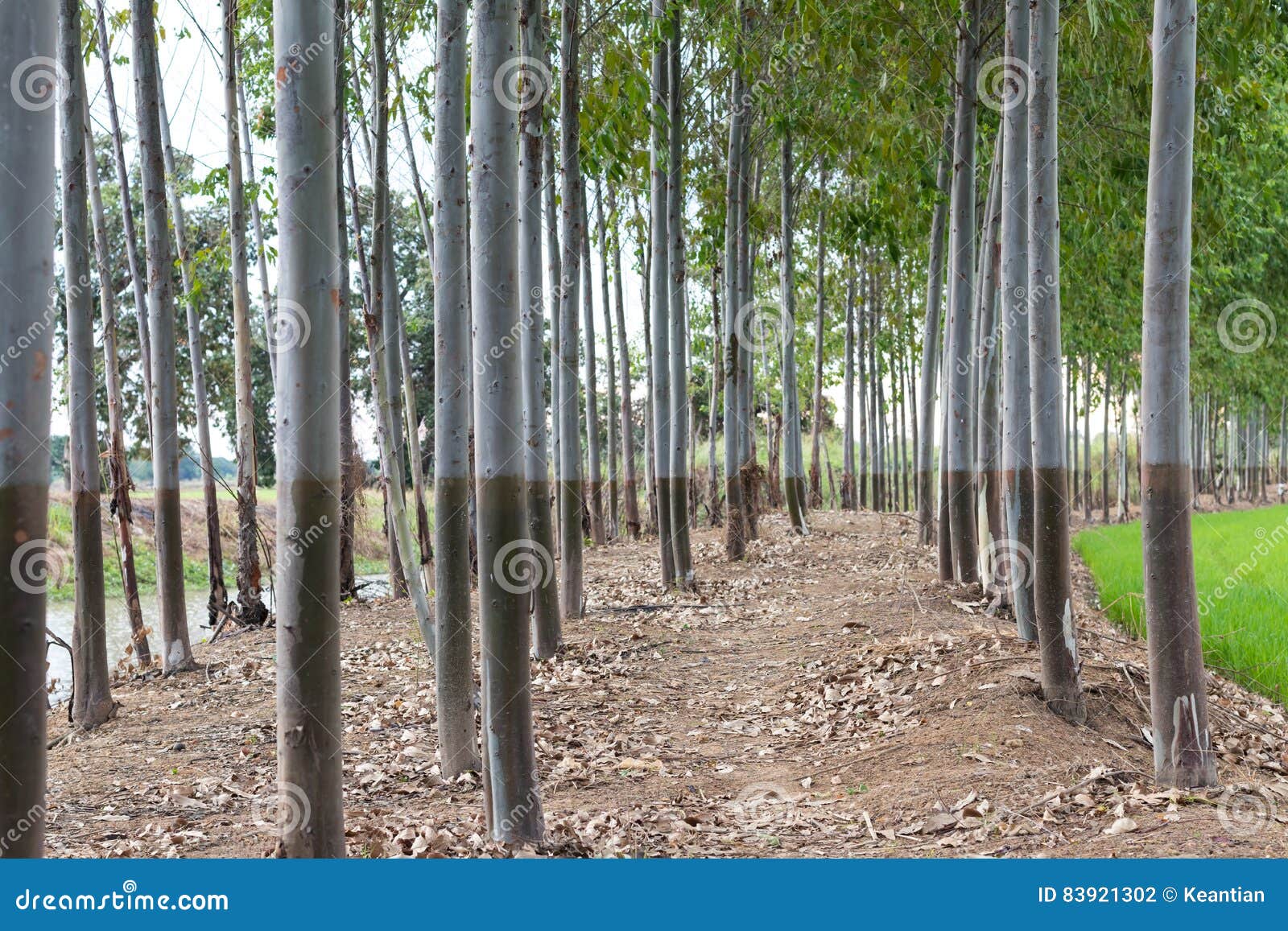 Rows of Eucalyptus on the Mound. Stock Photo - Image of country, grass ...