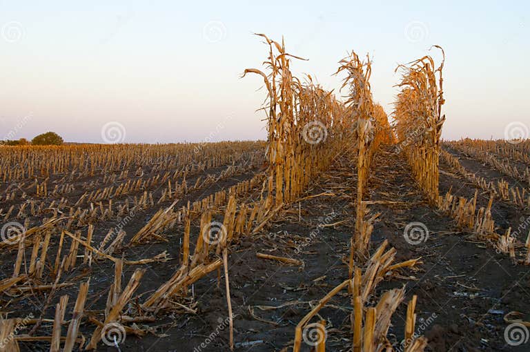 Rows of fall corn stalks stock image. Image of chopped - 27226167