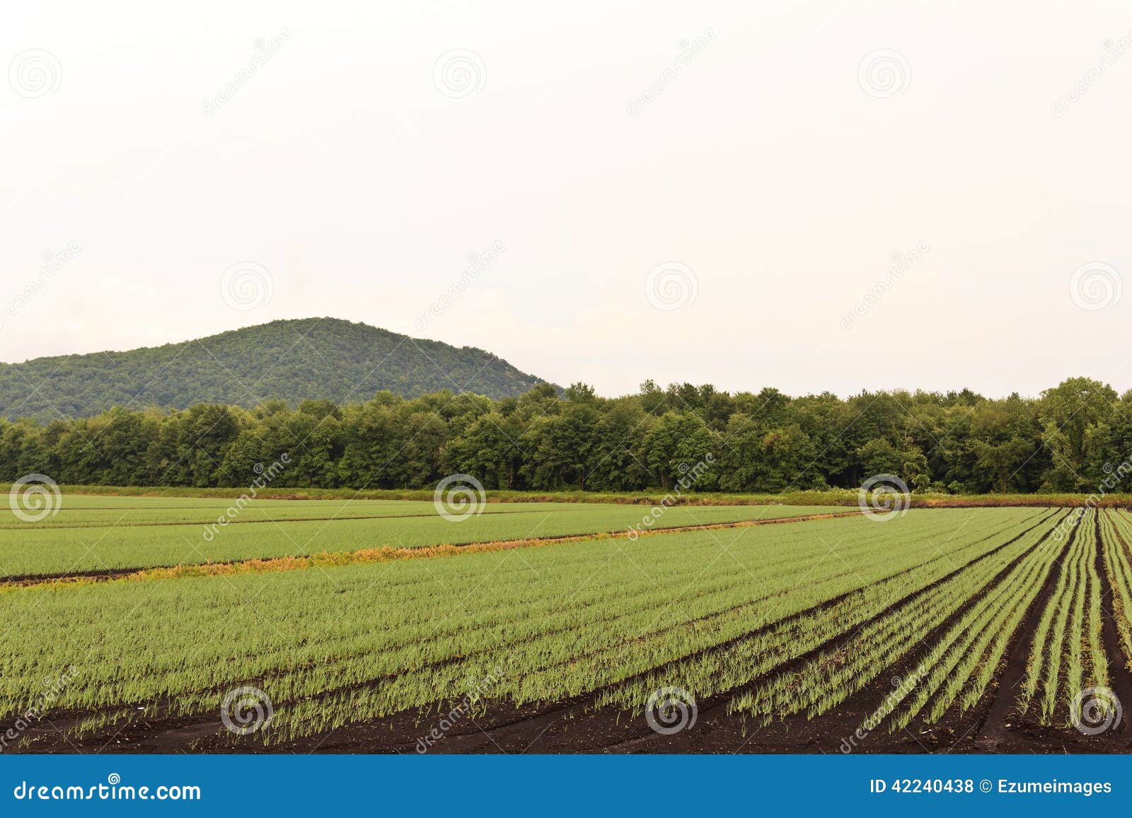 Rows of Farm Crops stock photo. Image of farmland, food - 42240438