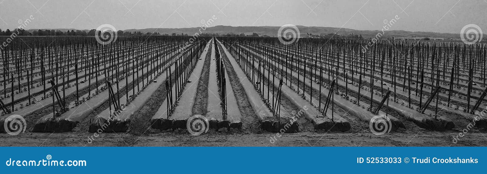 Rows at the farm stock image. Image of growing, fields - 52533033
