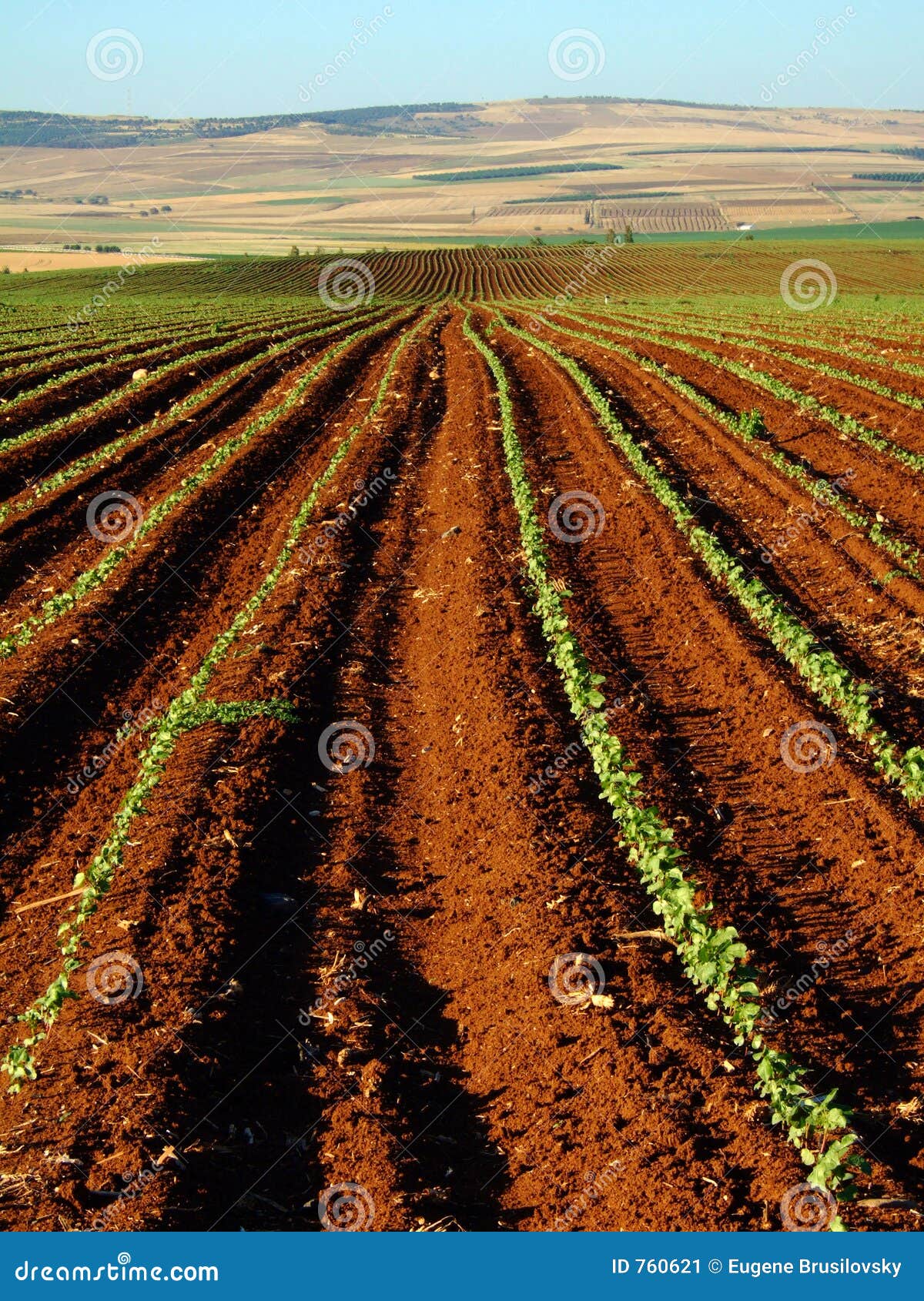 Rows in a Field stock image. Image of rows, agricultural - 760621