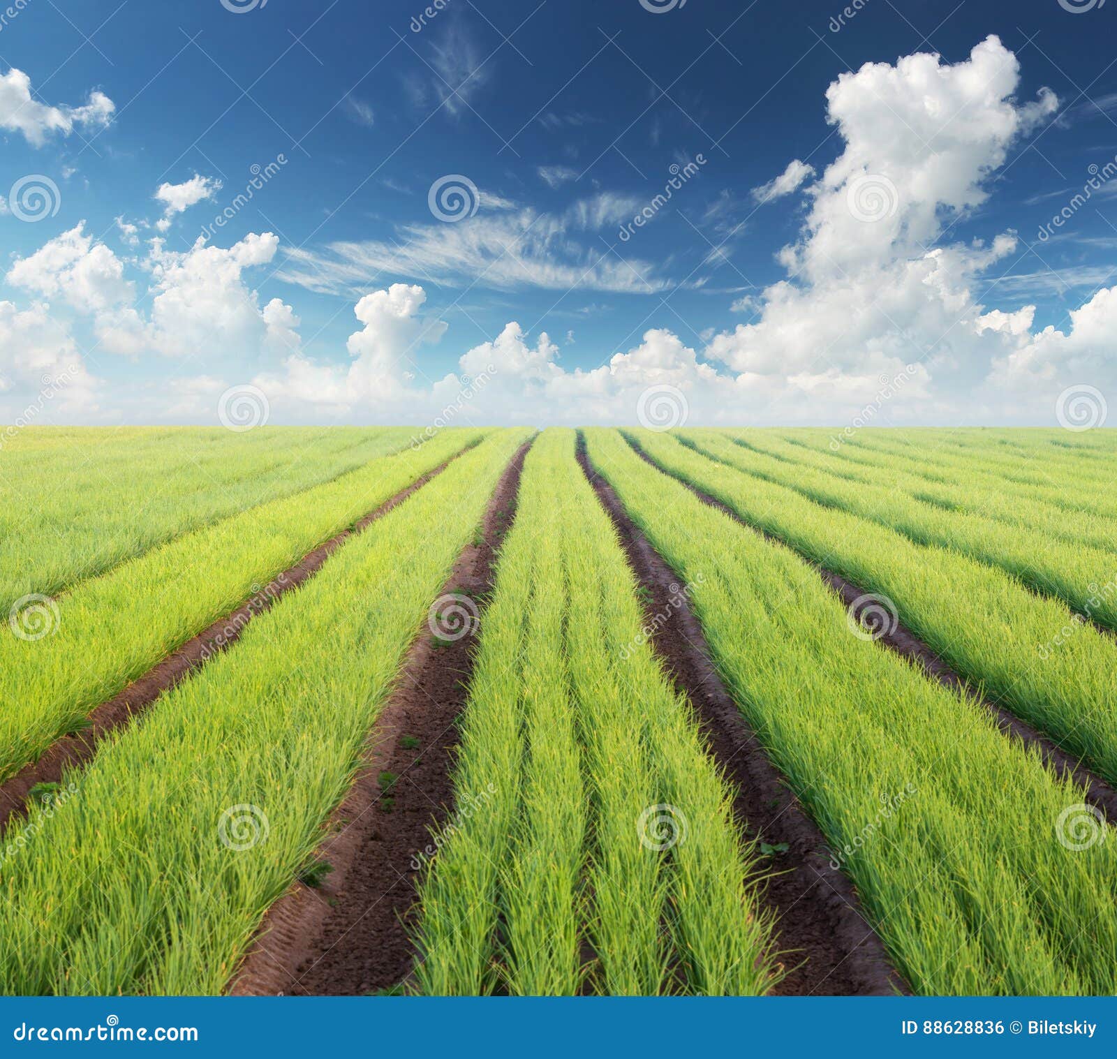 Rows on the field stock photo. Image of crop, grass, farmland - 88628836