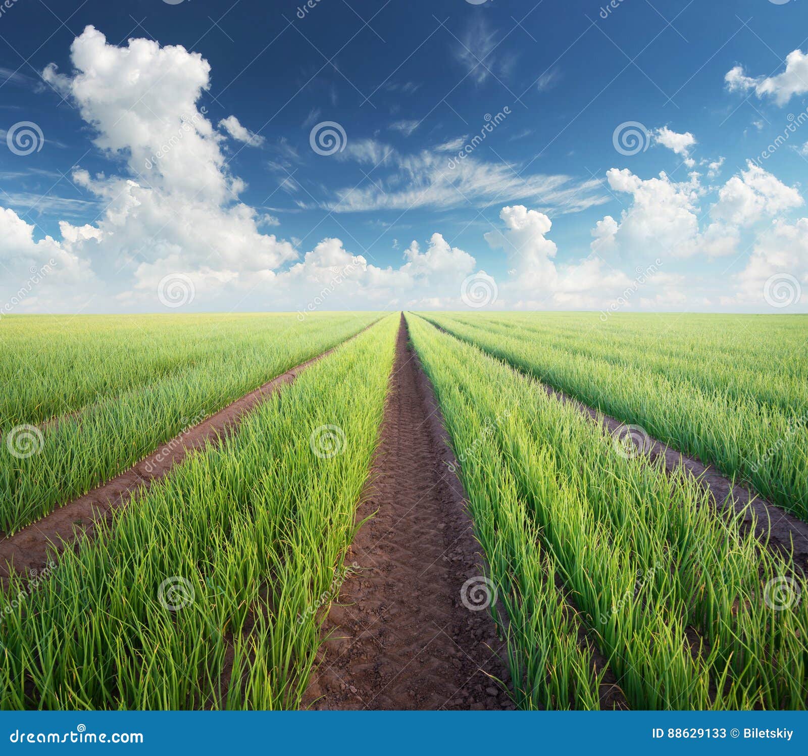 Rows on the field stock image. Image of outdoors, field - 88629133