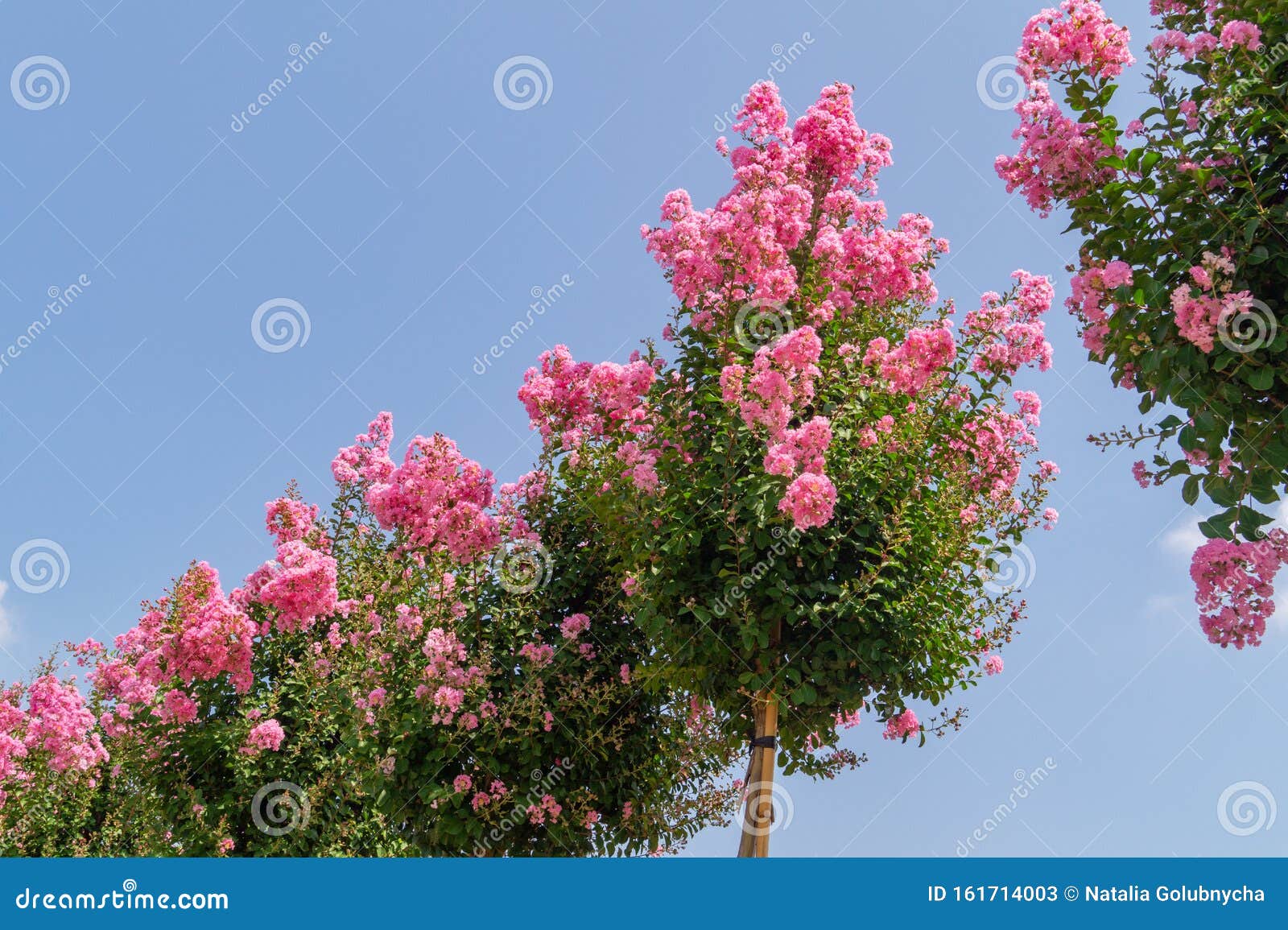 Rows of Flowering Seedlings of Lagerstroemia in a Nursery Stock Image ...