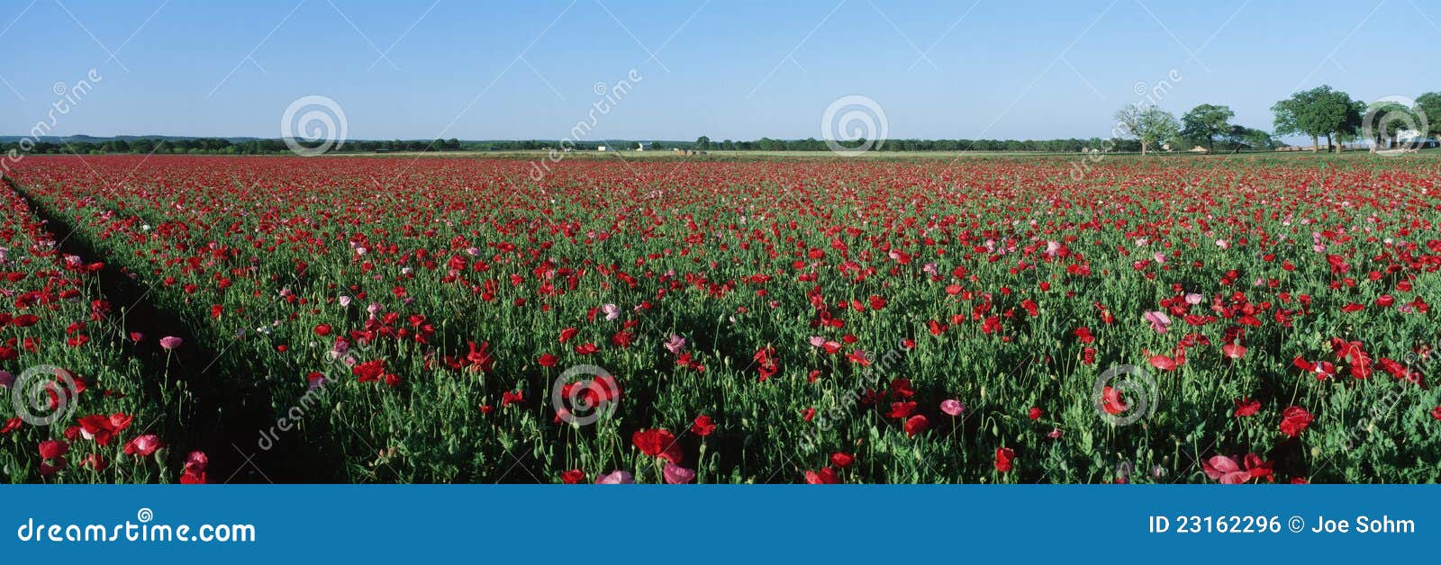 Rows of flowers stock photo. Image of photograph, america - 23162296