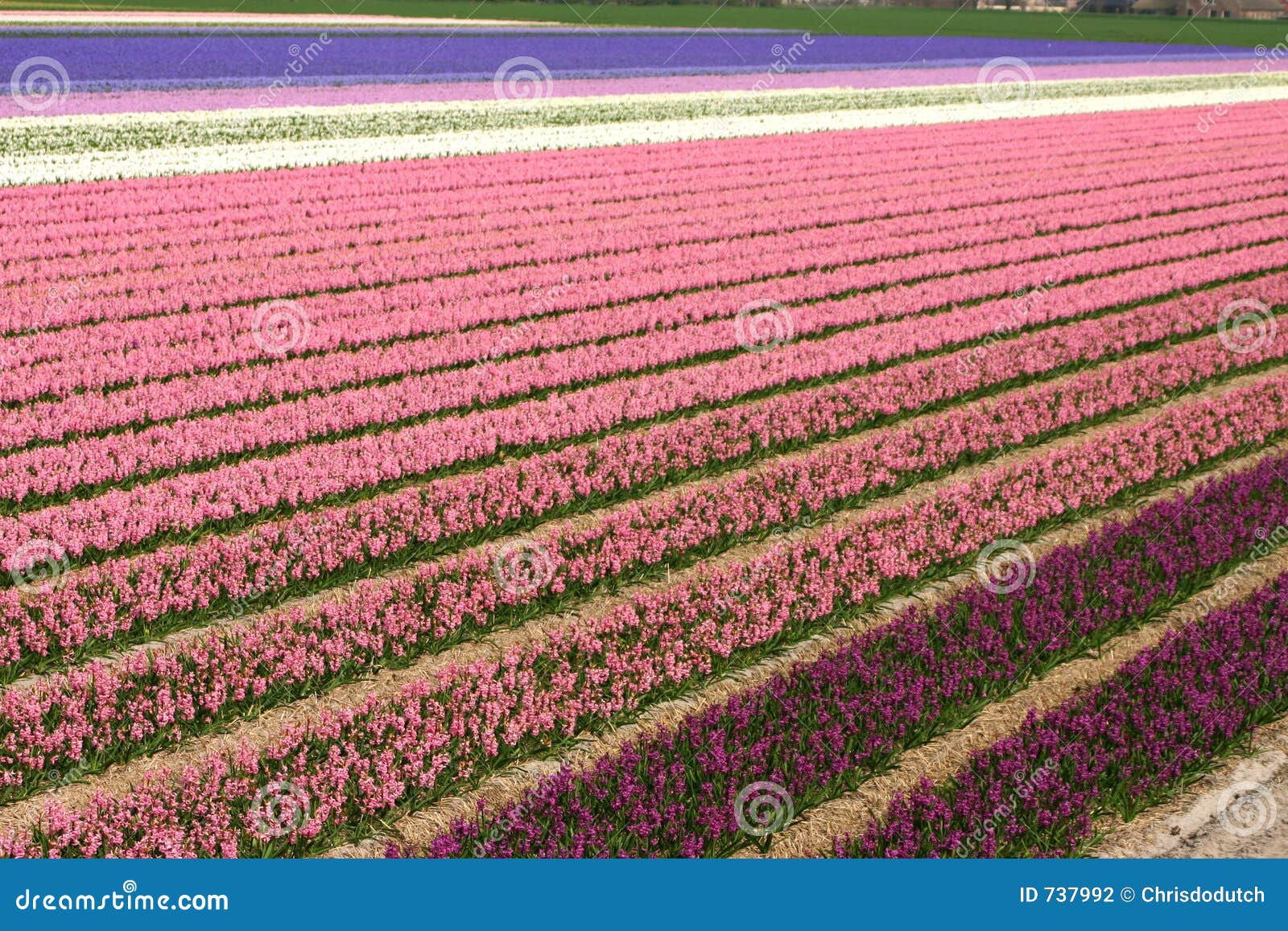 Rows of flowers stock photo. Image of plant, cutflowers - 737992