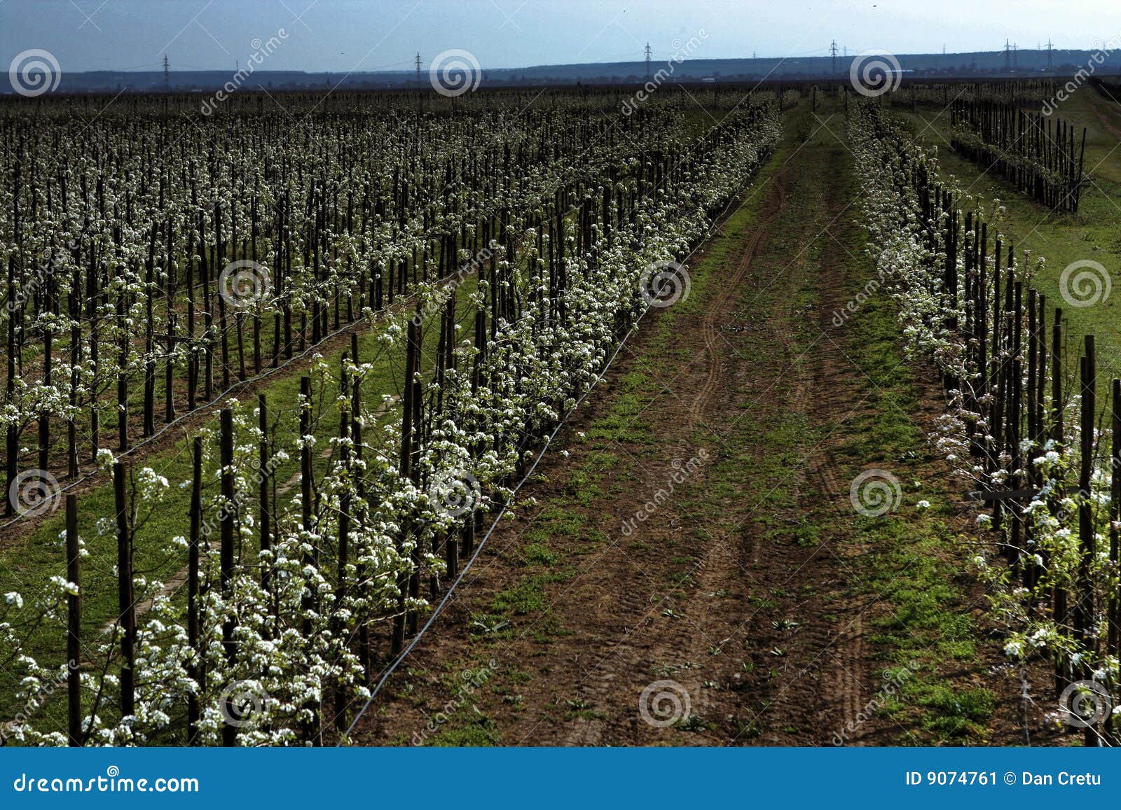 Rows of Flowers stock image. Image of green, agriculture - 9074761