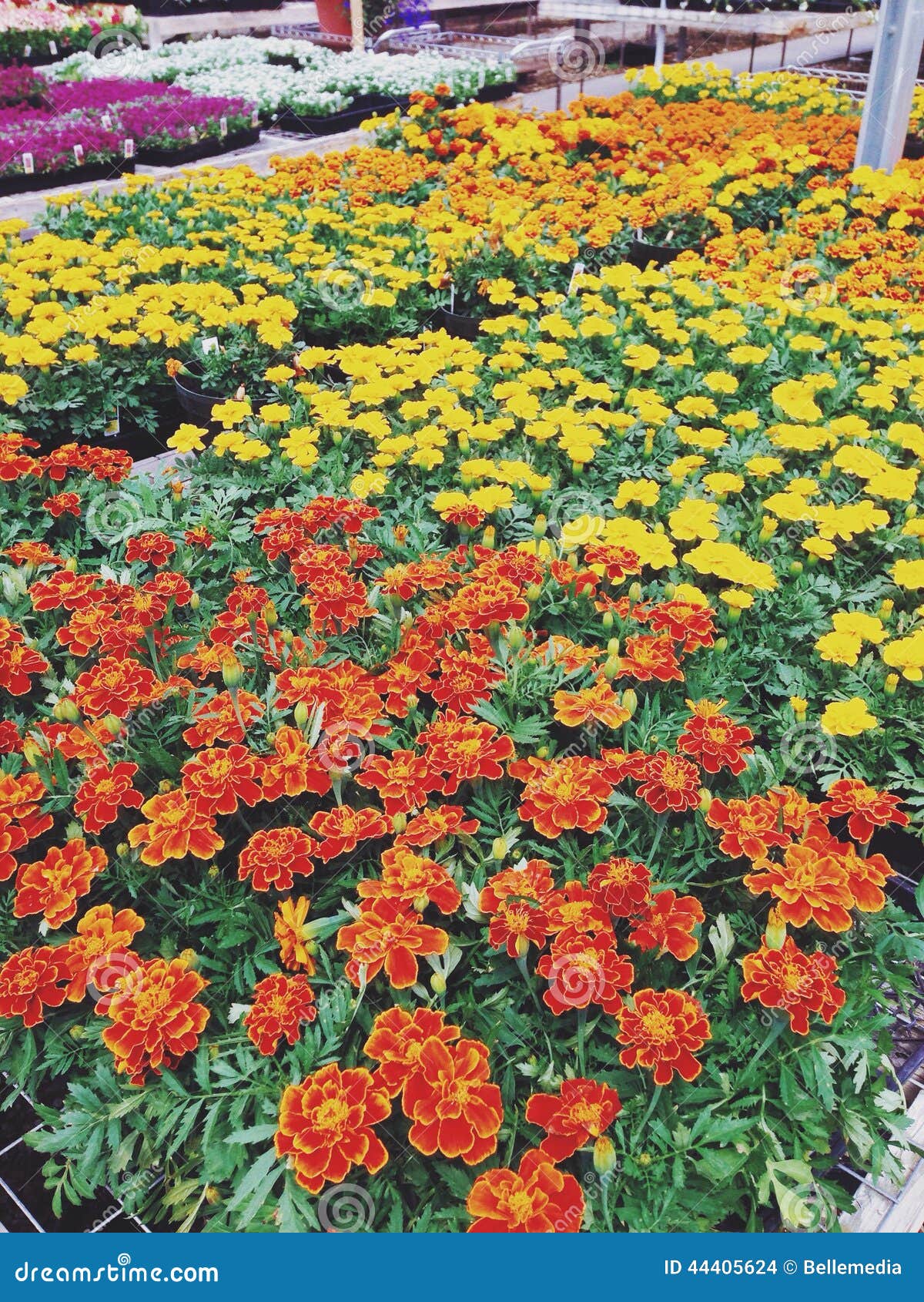 Rows of flowers stock photo. Image of flowers, greenhouse - 44405624